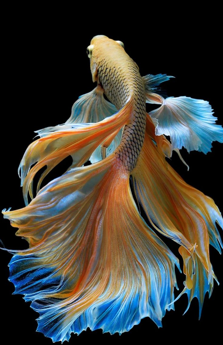 Pretty Fish Wallpapers - Wallpaper Cave