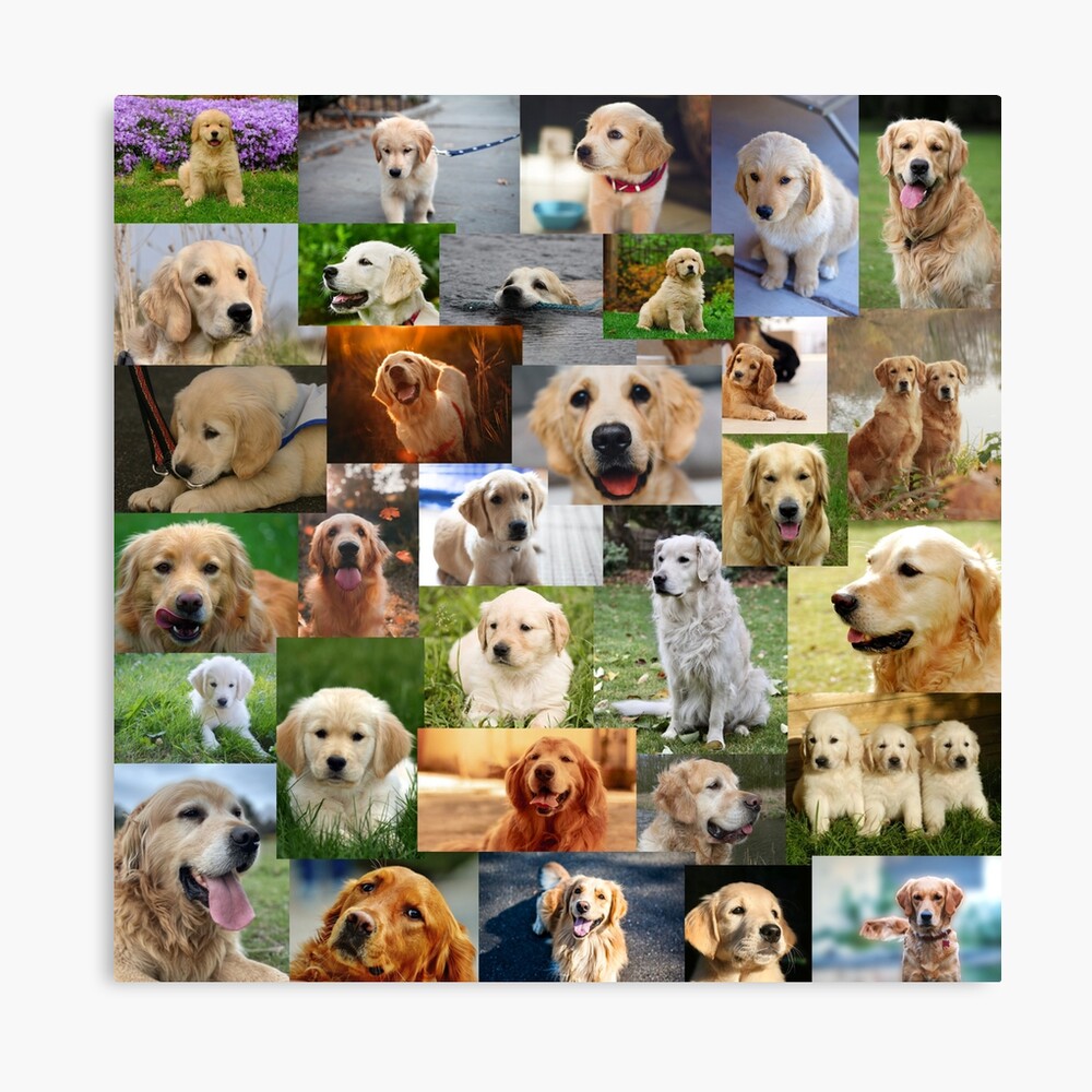 Golden Retriever Collage Wallpapers - Wallpaper Cave