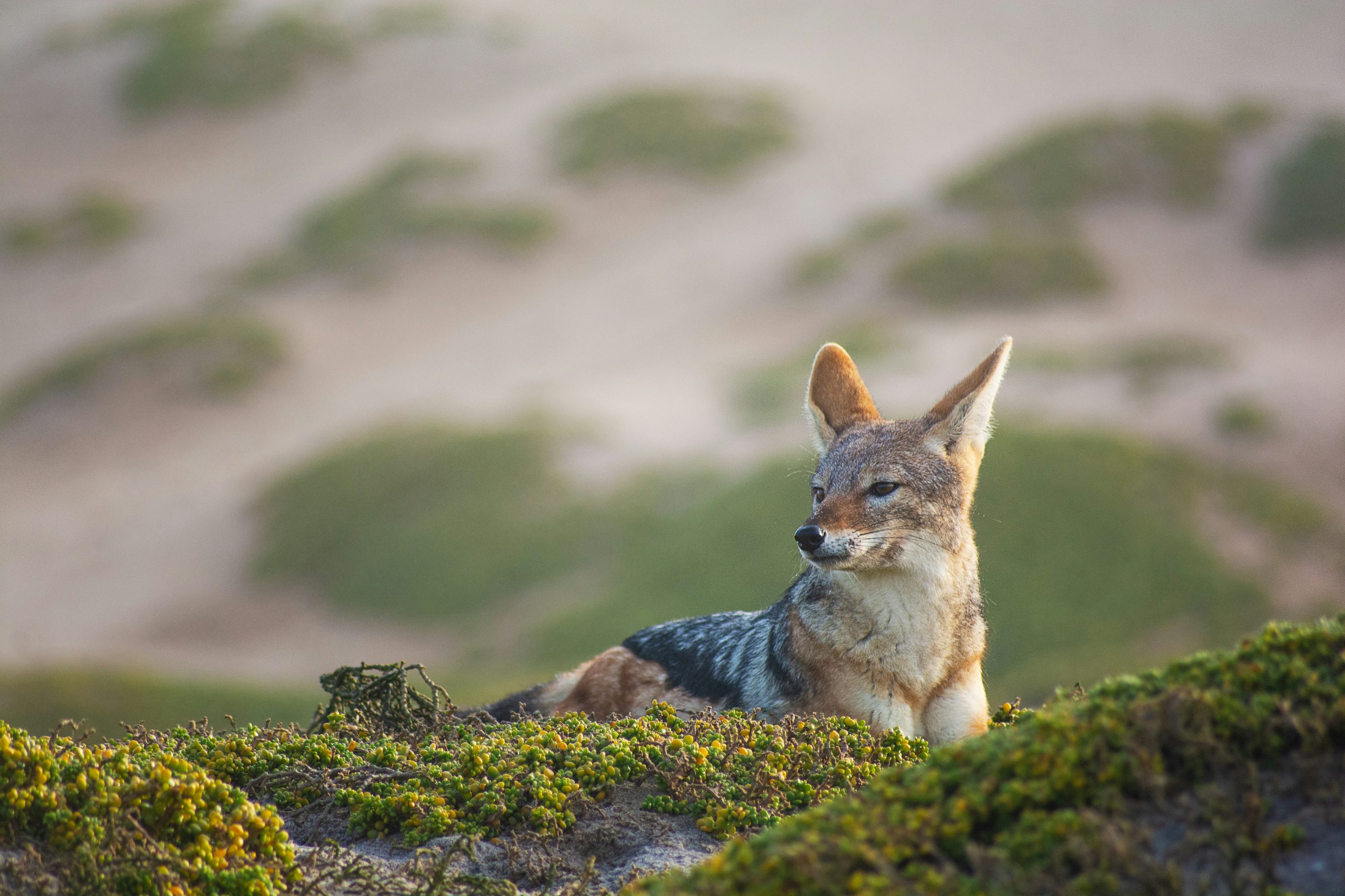 Golden Jackal Wallpapers - Wallpaper Cave