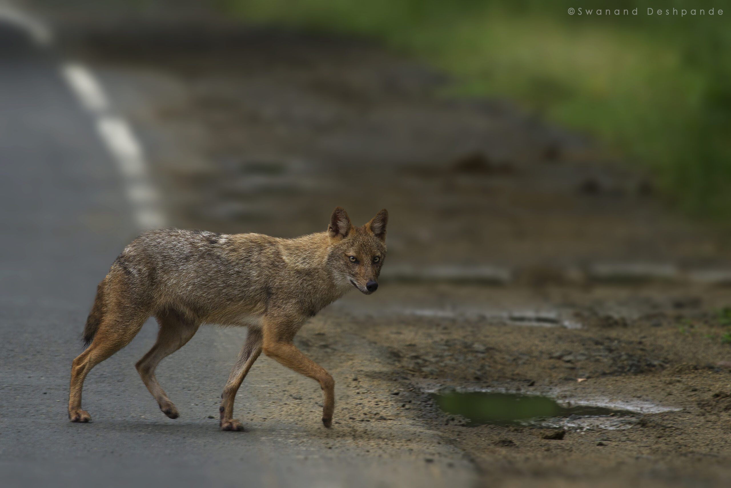 Golden Jackal Wallpapers - Wallpaper Cave