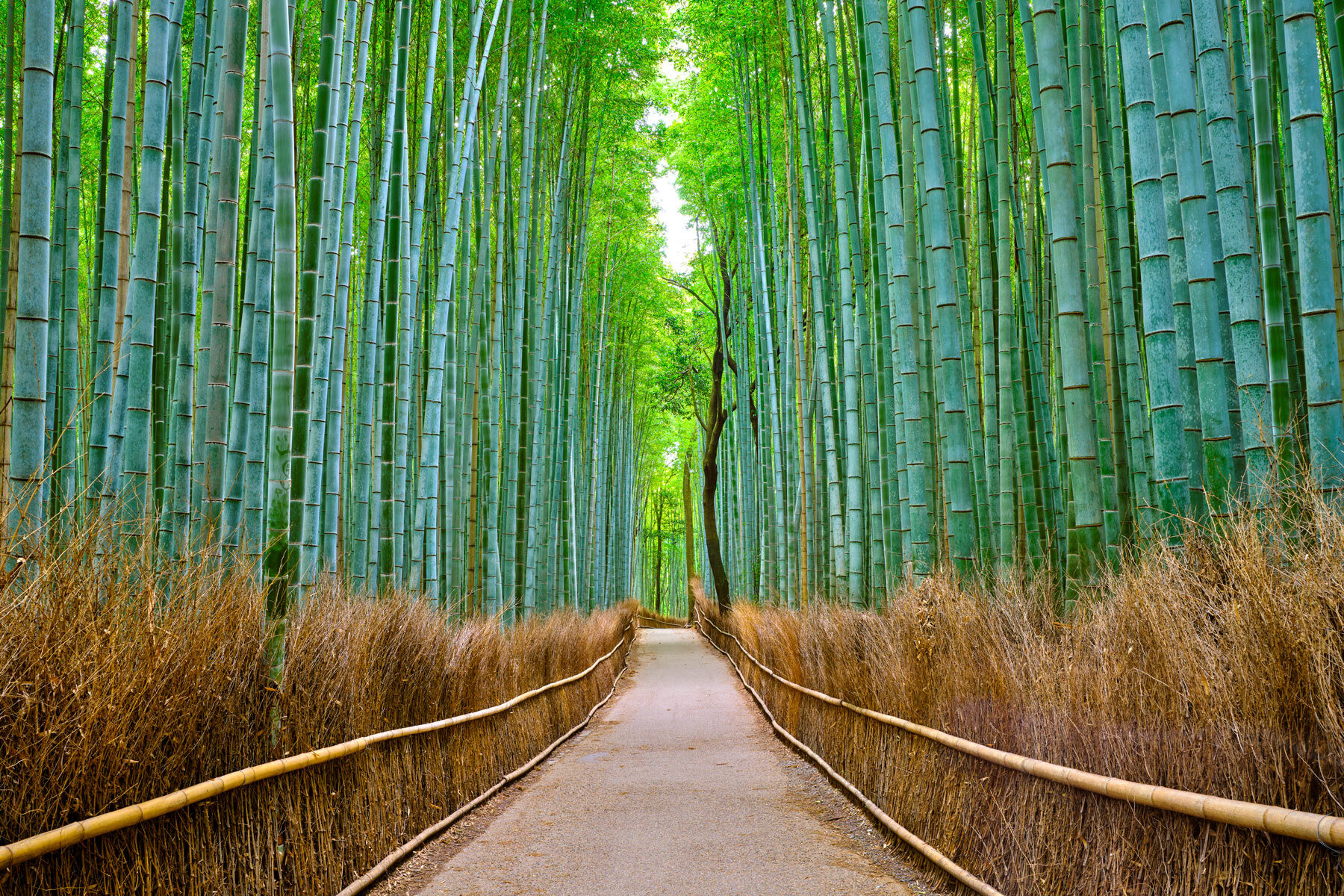 Kyoto Bamboo Wallpapers - Wallpaper Cave