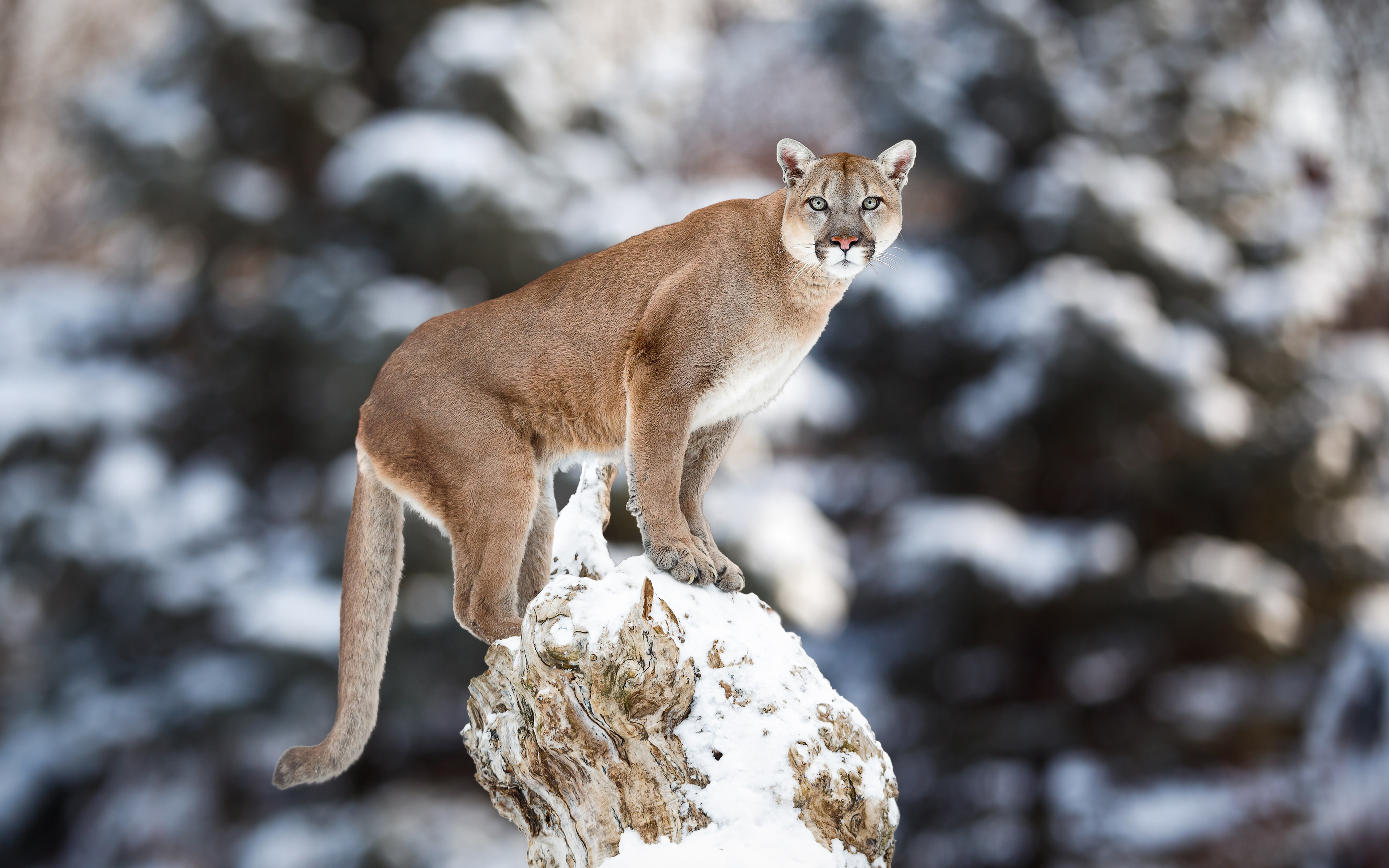 4k Cougar Wallpapers - Wallpaper Cave