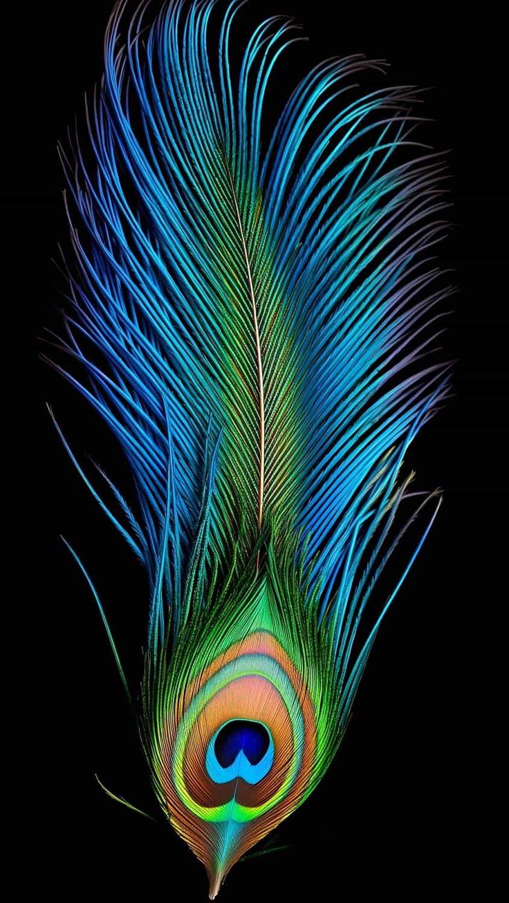 Feather Phone Wallpapers - Wallpaper Cave