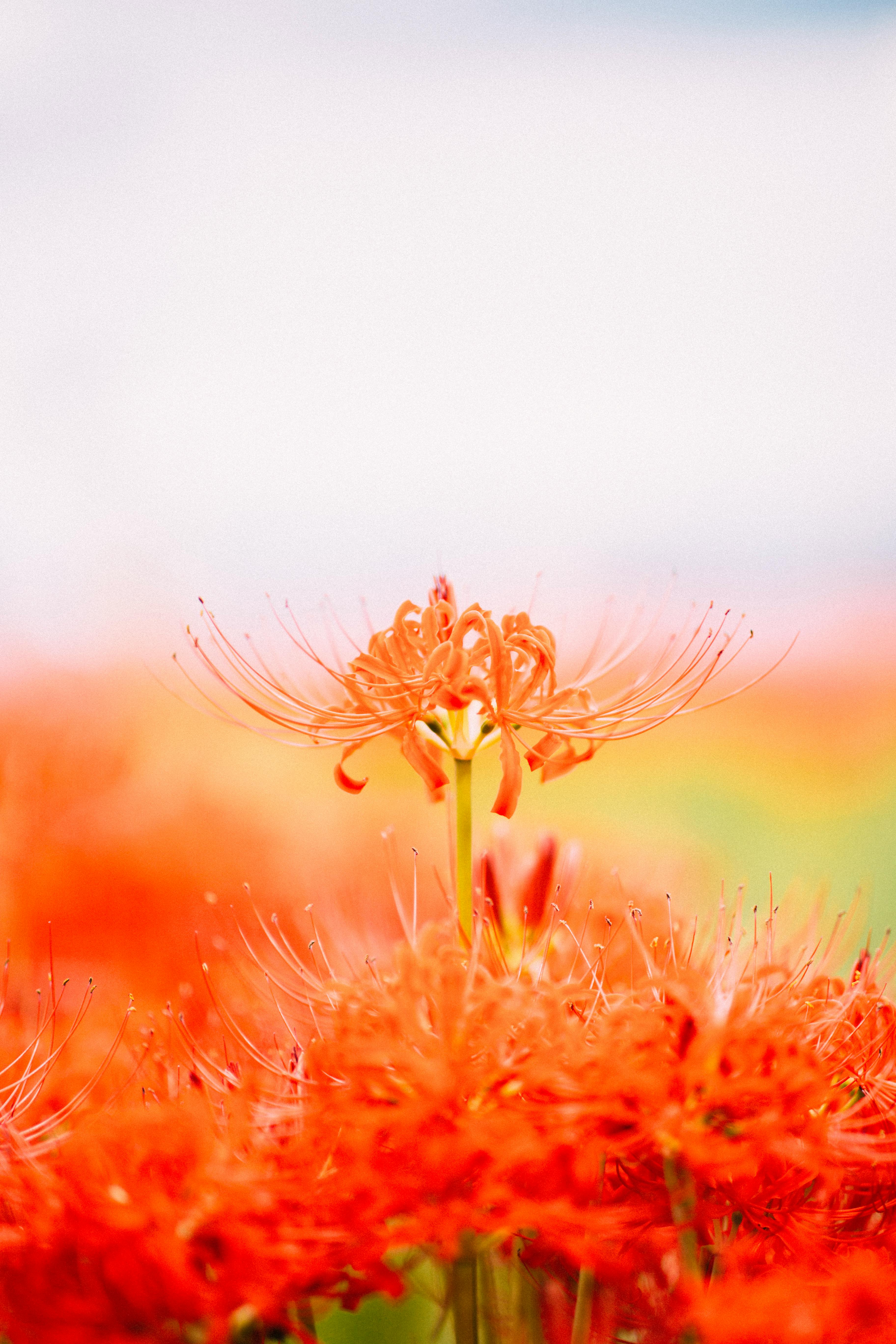 Red Spider Lily 4k Wallpapers - Wallpaper Cave