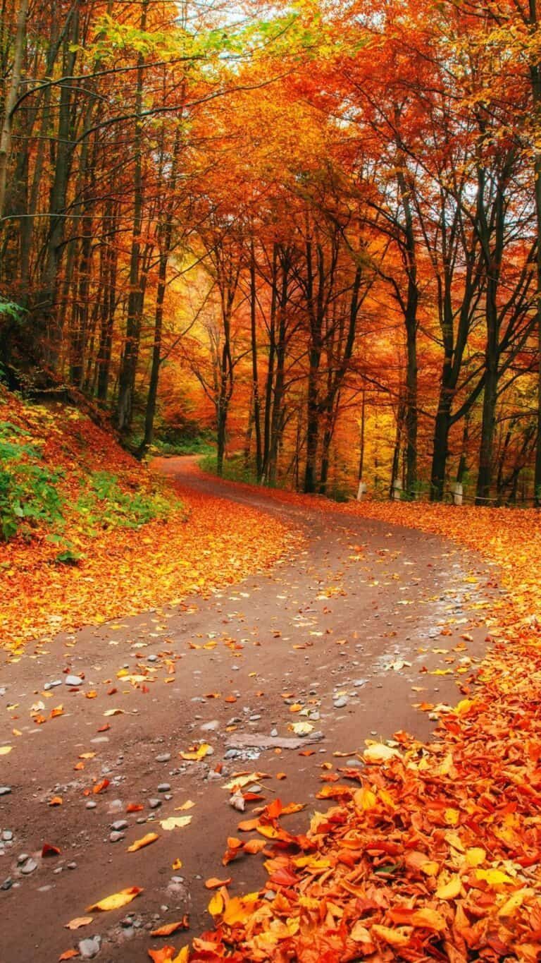 HD Simple Autumn Wallpapers - Wallpaper Cave