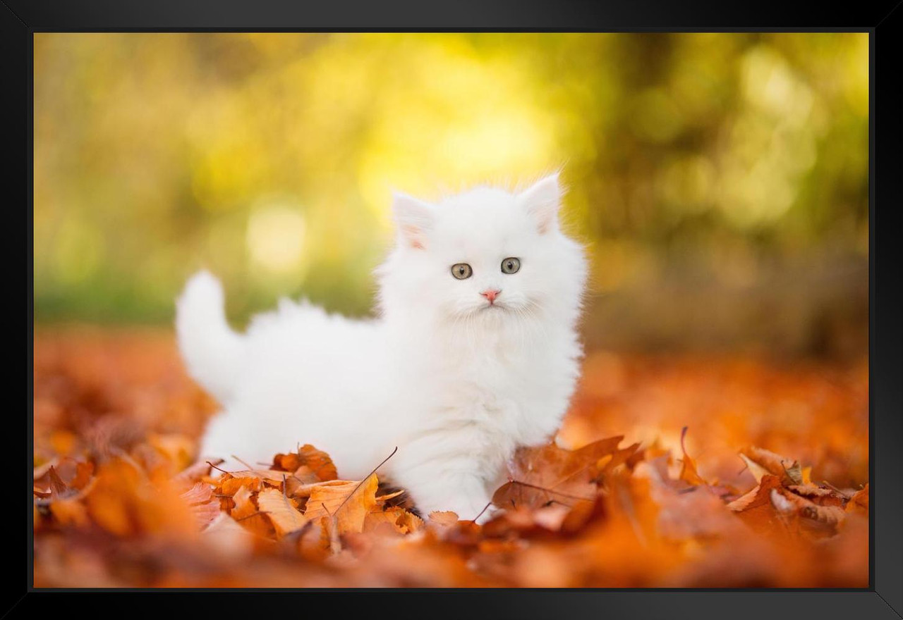 Cute Autumn Cat Wallpapers - Wallpaper Cave