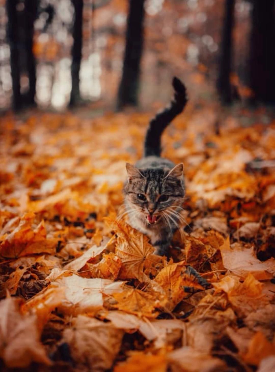 Cute Autumn Cat Wallpapers - Wallpaper Cave