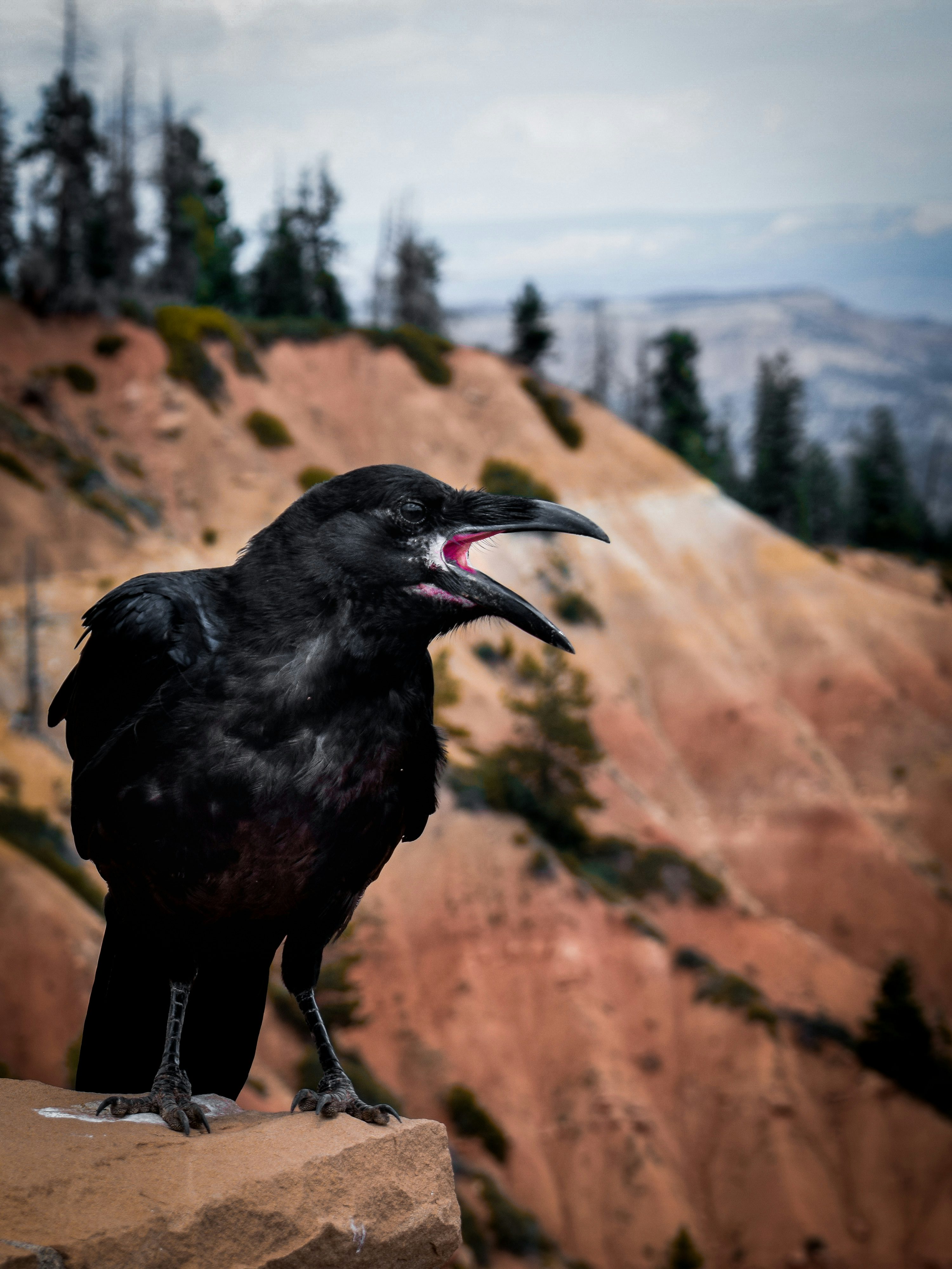 Crow Phone Wallpapers - Wallpaper Cave
