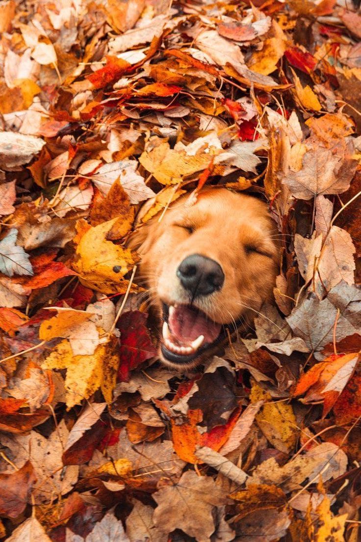 Pets Autumn Wallpapers - Wallpaper Cave
