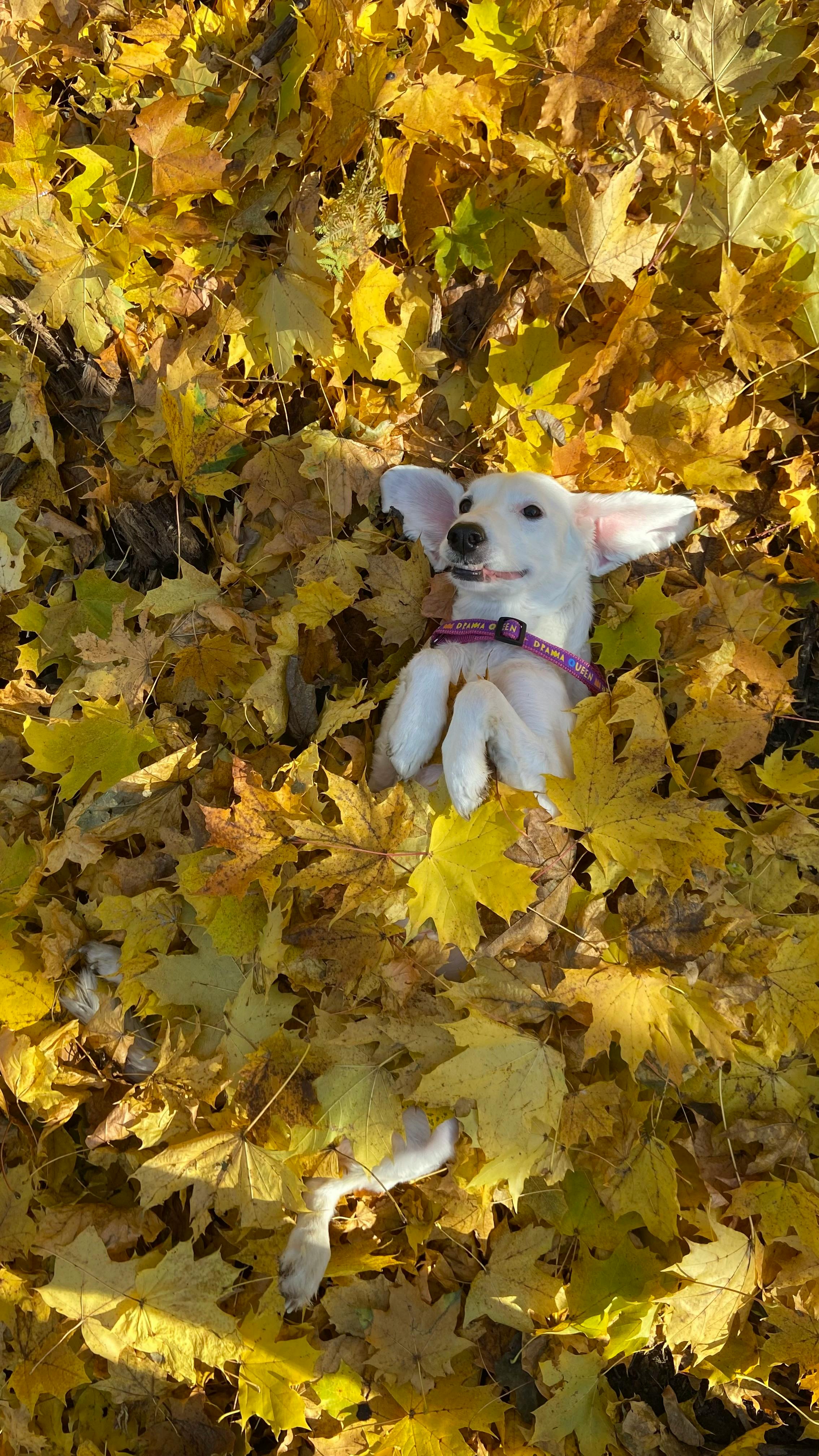 Autumn Cute Dog Wallpapers - Wallpaper Cave
