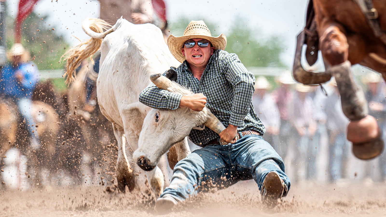 Steer Wrestling Wallpapers - Wallpaper Cave