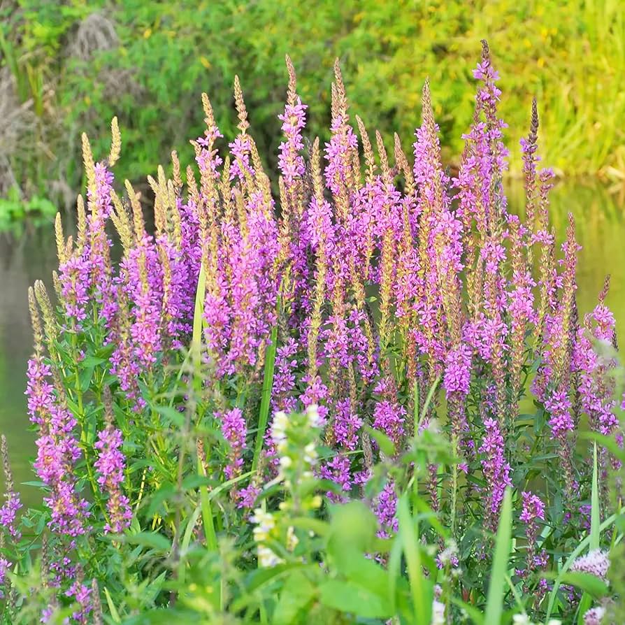 Garden Loosestrife Wallpapers - Wallpaper Cave