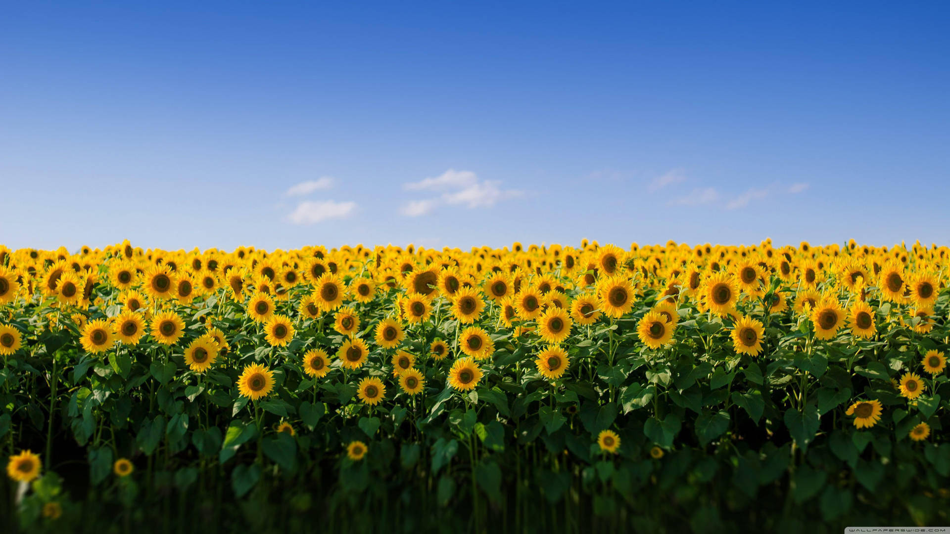 Yellow Aesthetic Macbook Wallpapers - Wallpaper Cave