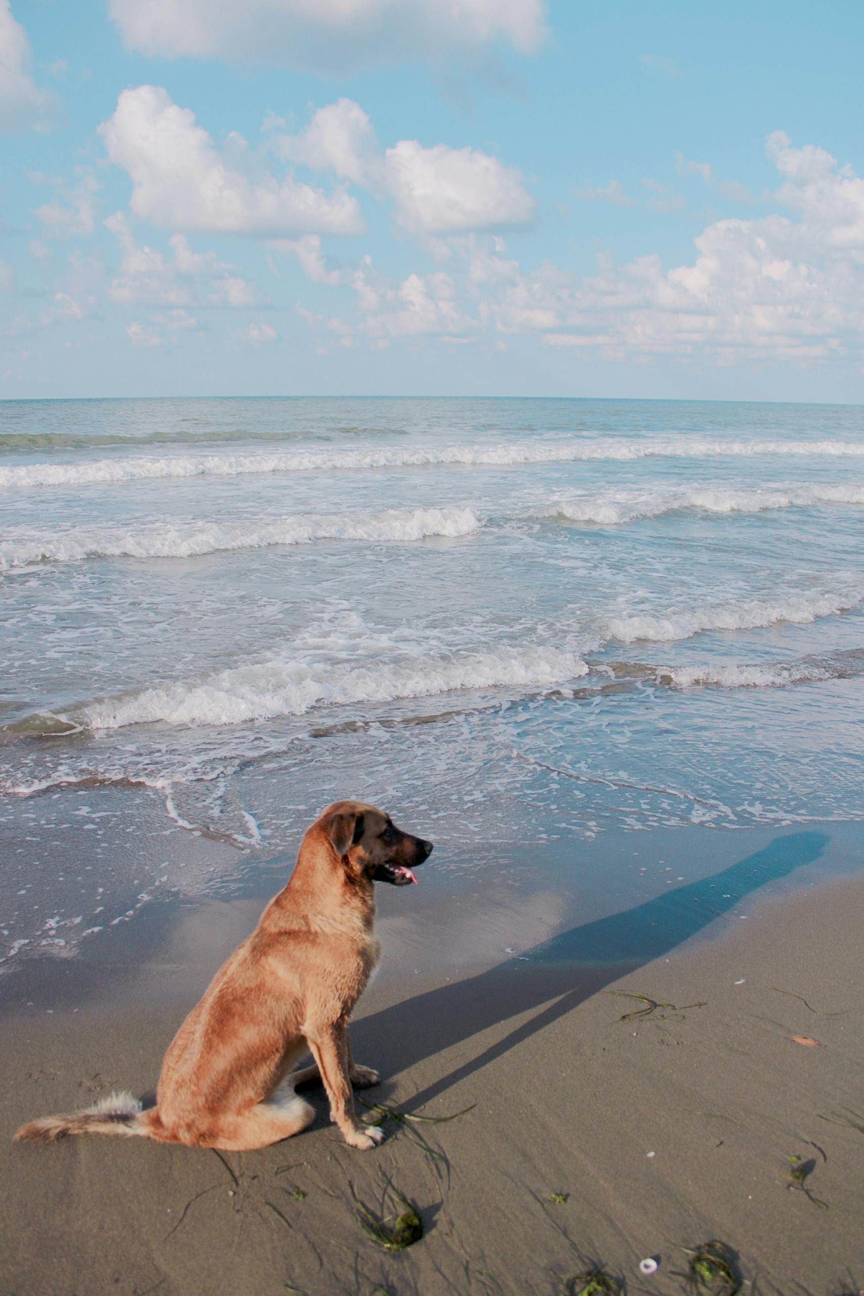 Dog On Beach Wallpapers - Wallpaper Cave