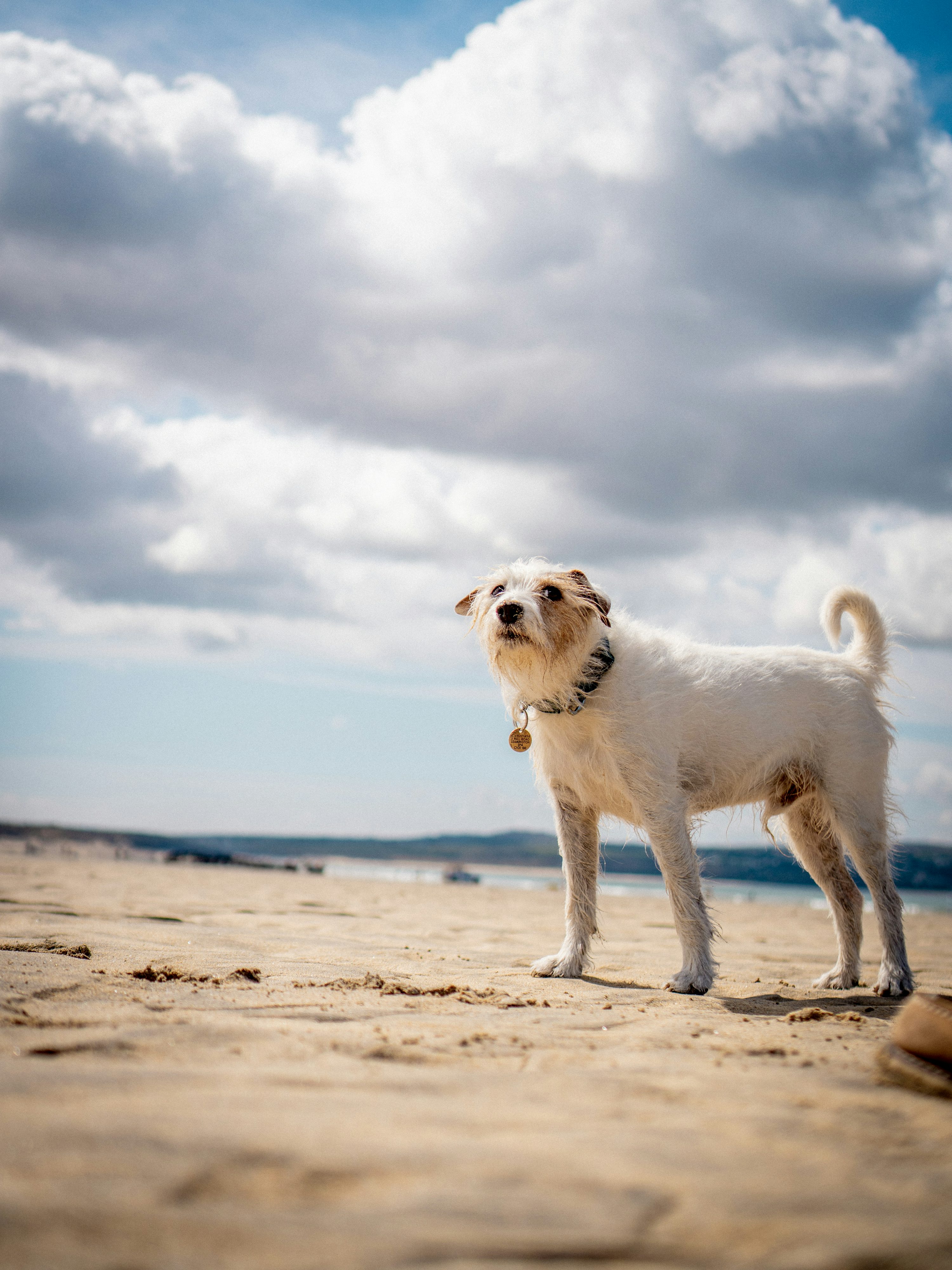 Dog On Beach Wallpapers - Wallpaper Cave