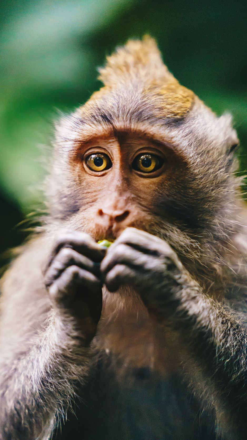 iPhone Monkey Wallpapers - Wallpaper Cave