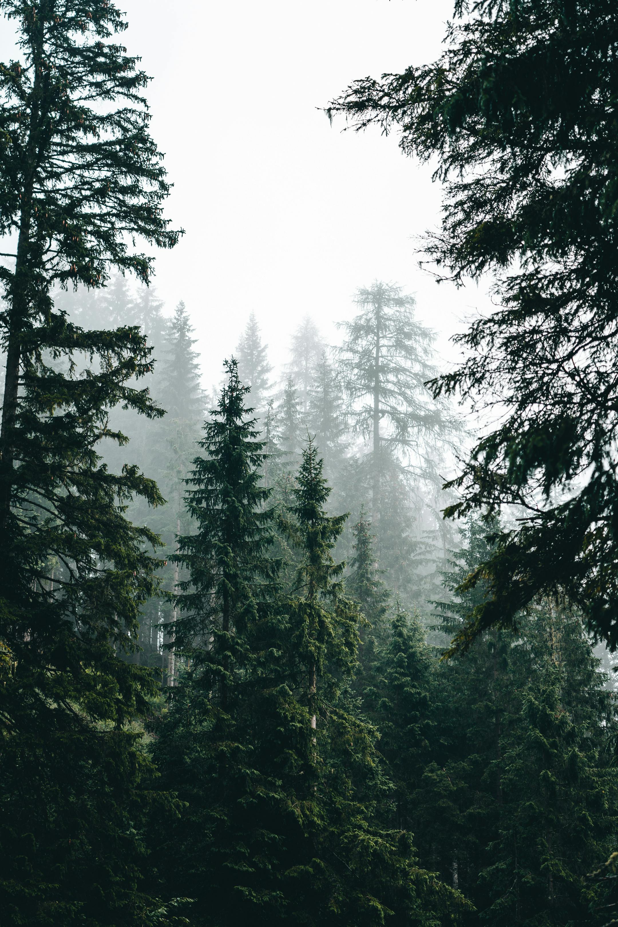 Forests iPhone Wallpapers - Wallpaper Cave