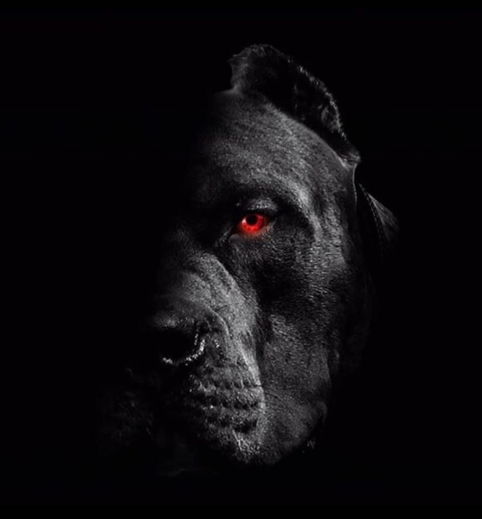 Cane Corso Wallpapers Cane Corso Dog Personality Traits & Facts
