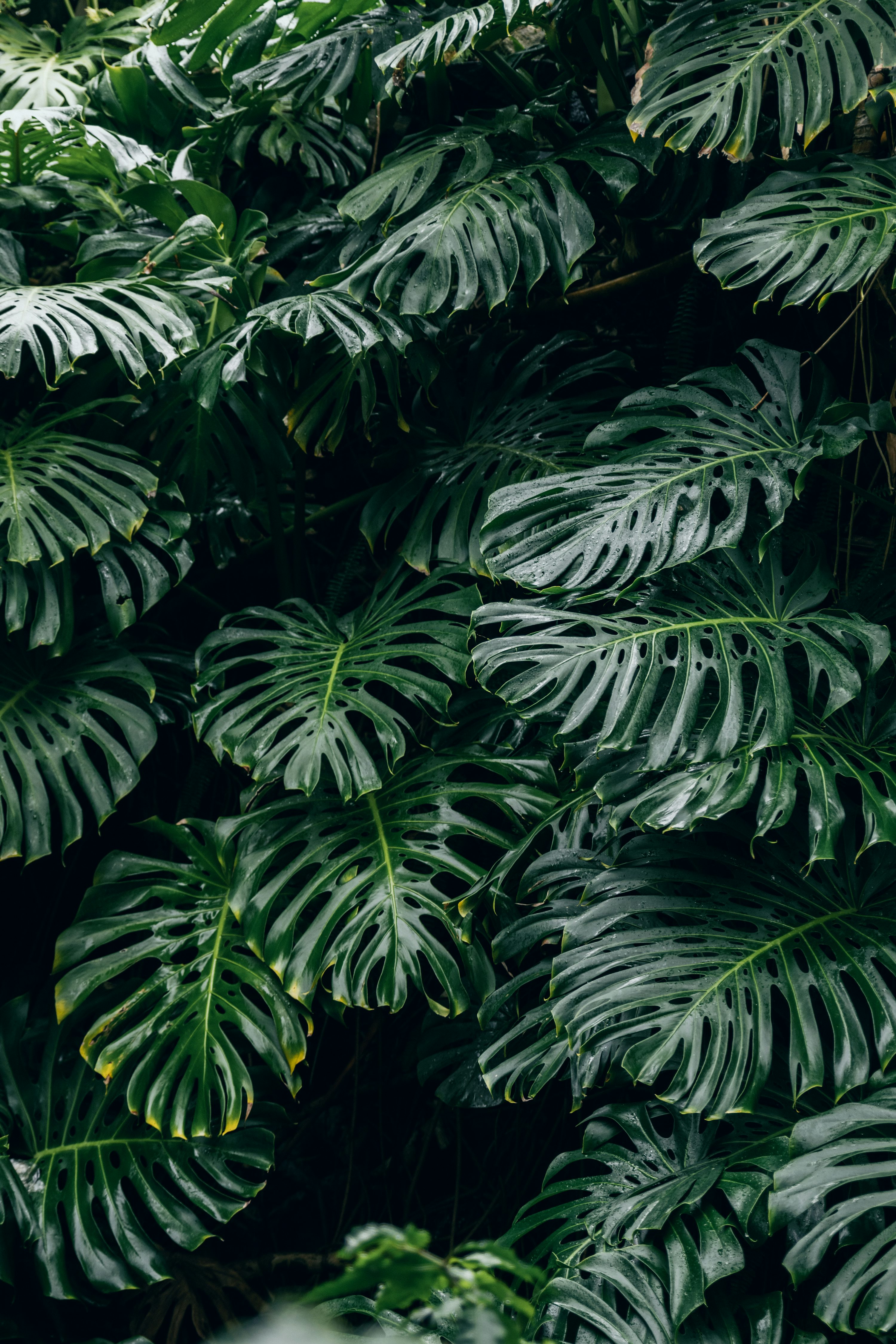 Monstera Wallpapers - Wallpaper Cave