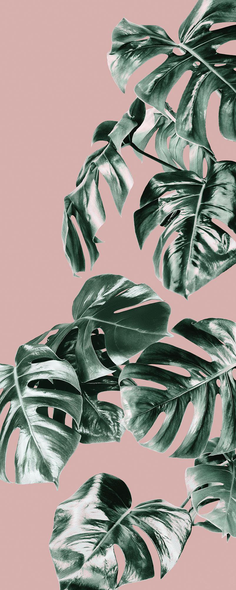 Monstera Wallpapers - Wallpaper Cave