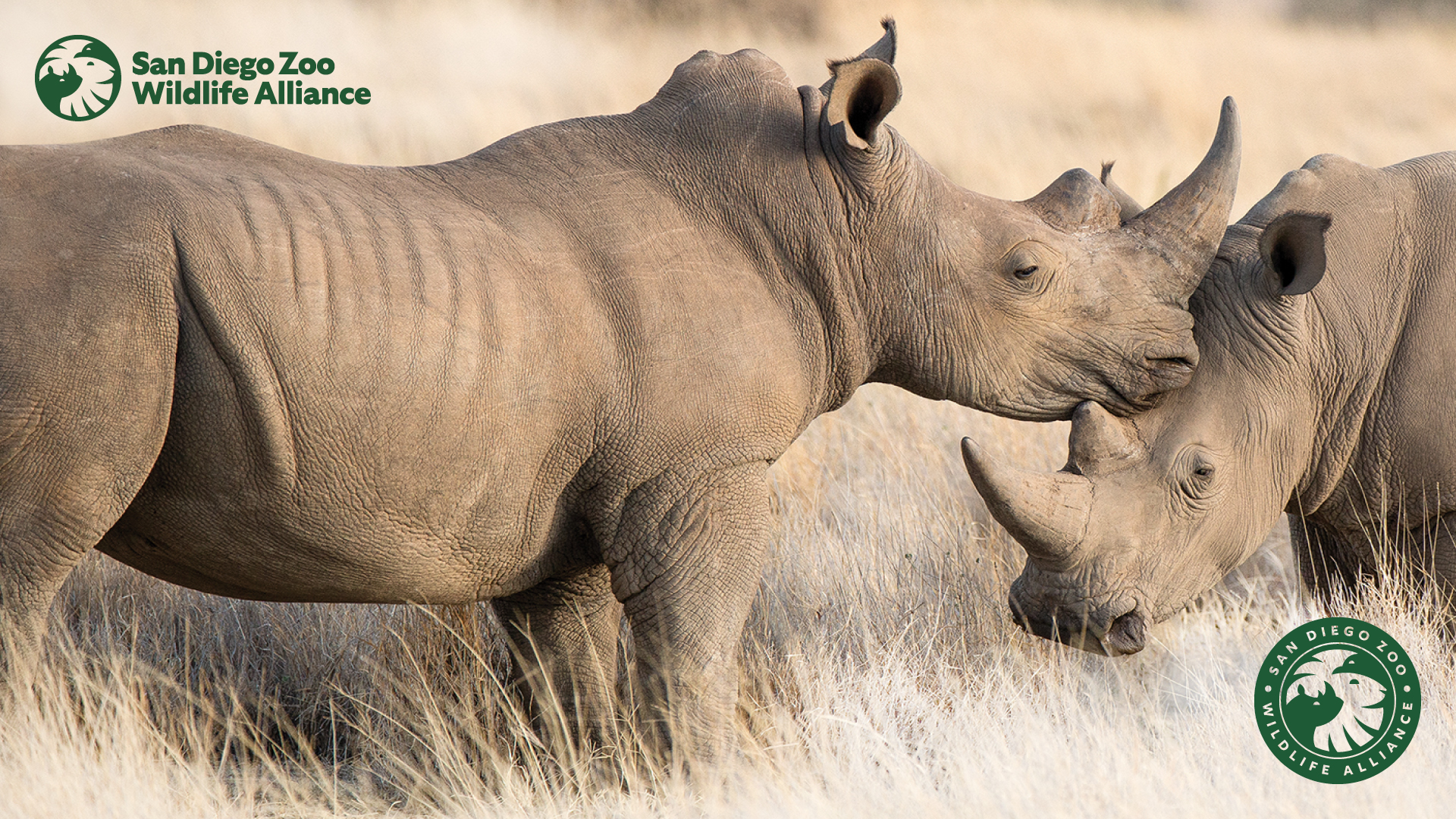 San Diego Zoo Wallpapers - Wallpaper Cave