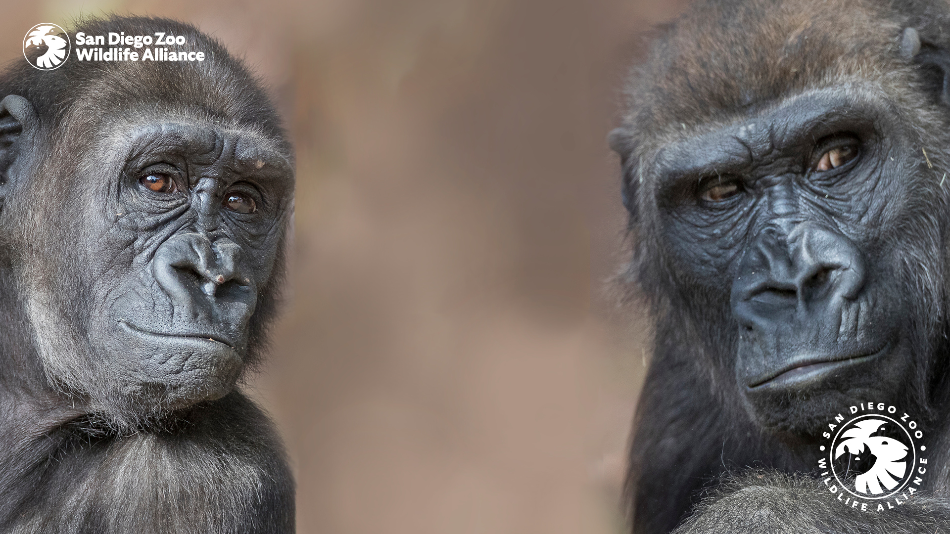 San Diego Zoo Wallpapers - Wallpaper Cave
