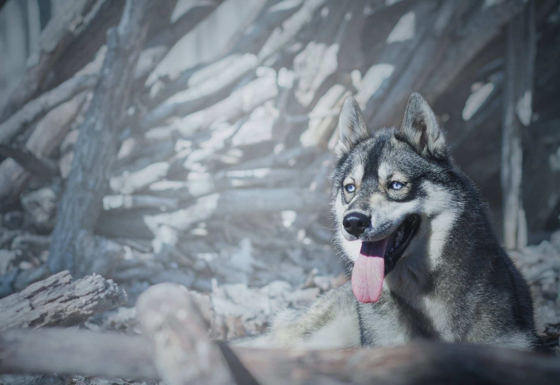 Wolf And Husky Wallpapers - Wallpaper Cave