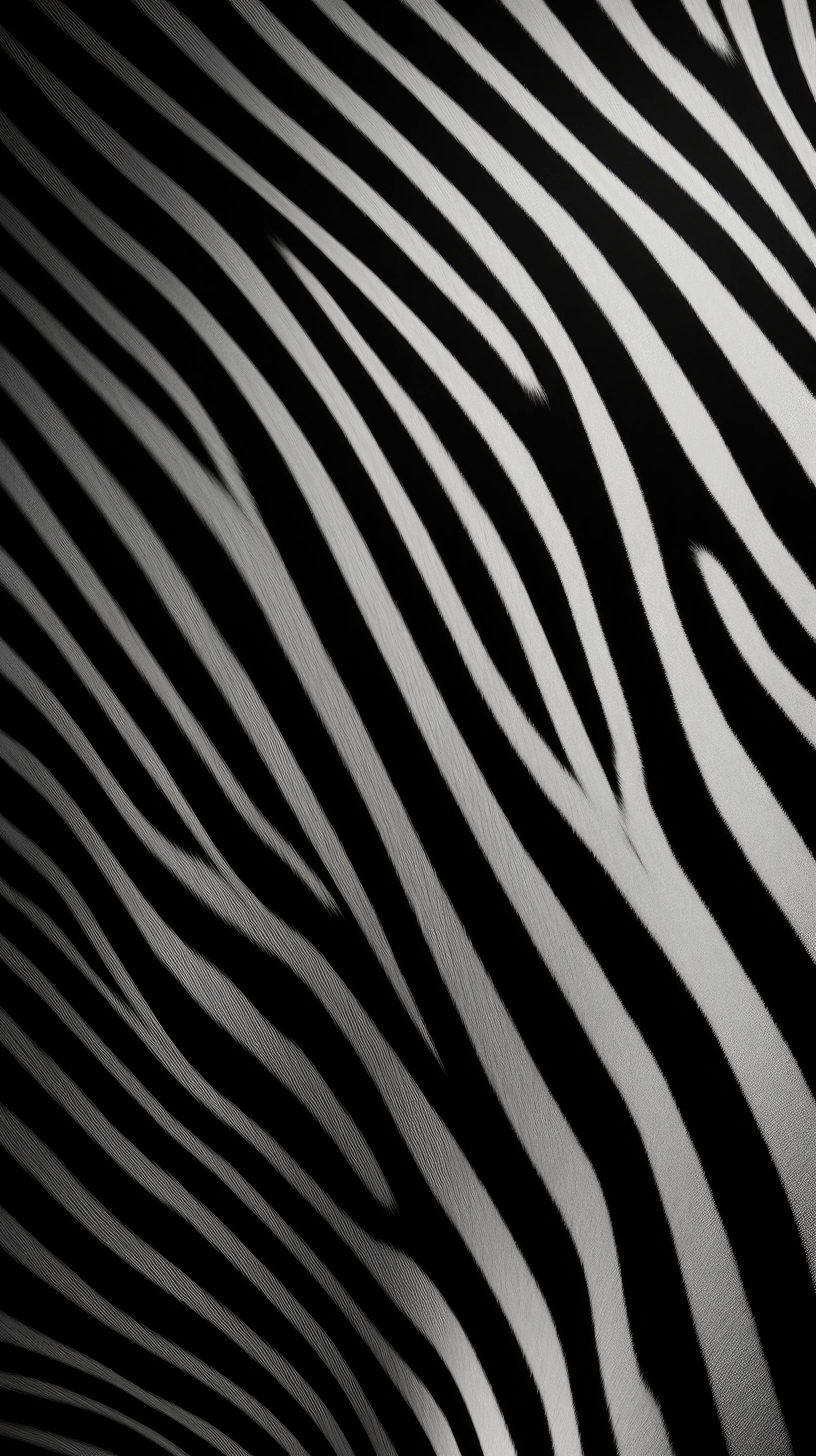 Zebra Stripes Wallpapers - Wallpaper Cave
