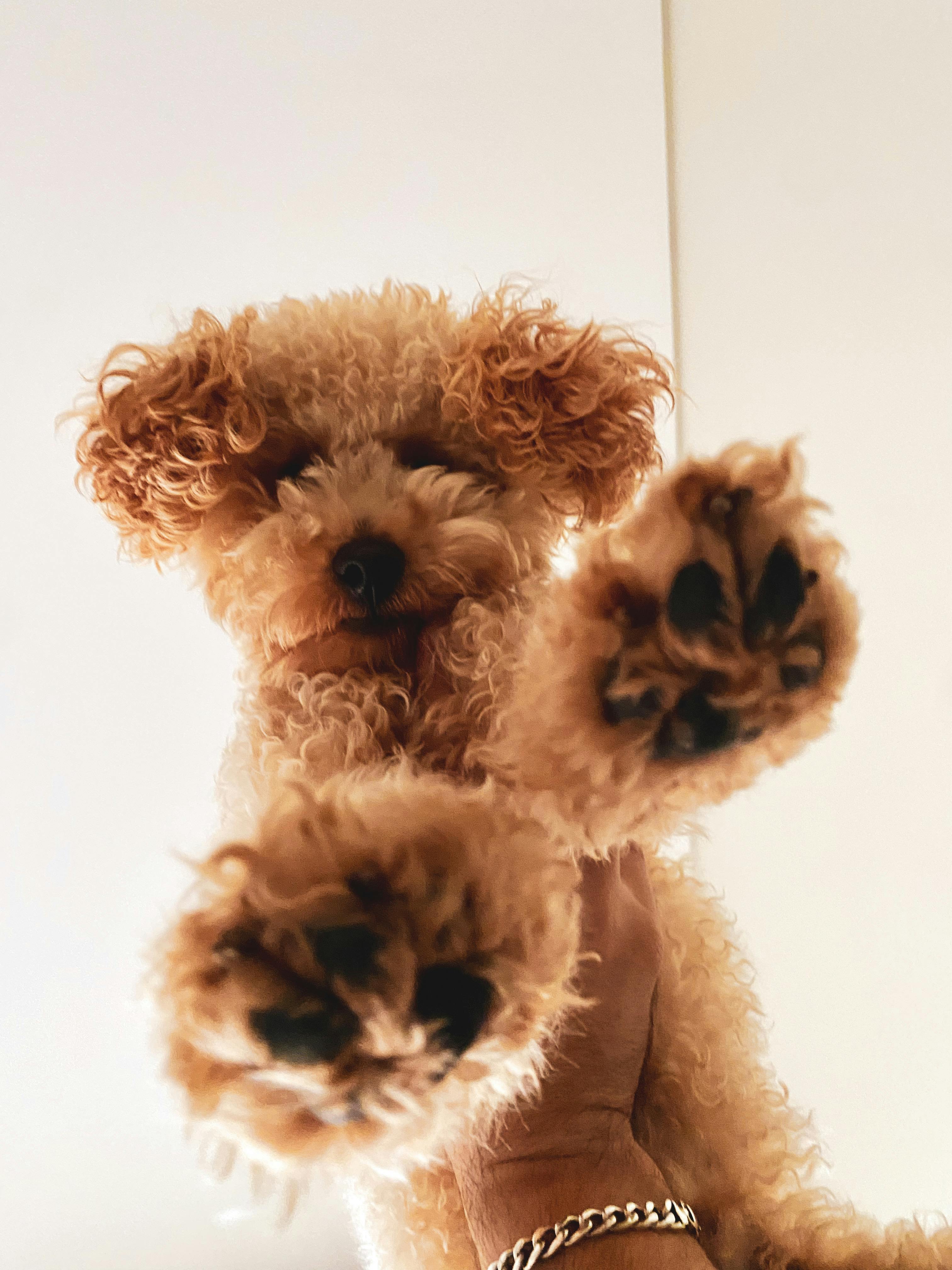 Poodle Puppy Wallpapers - Wallpaper Cave