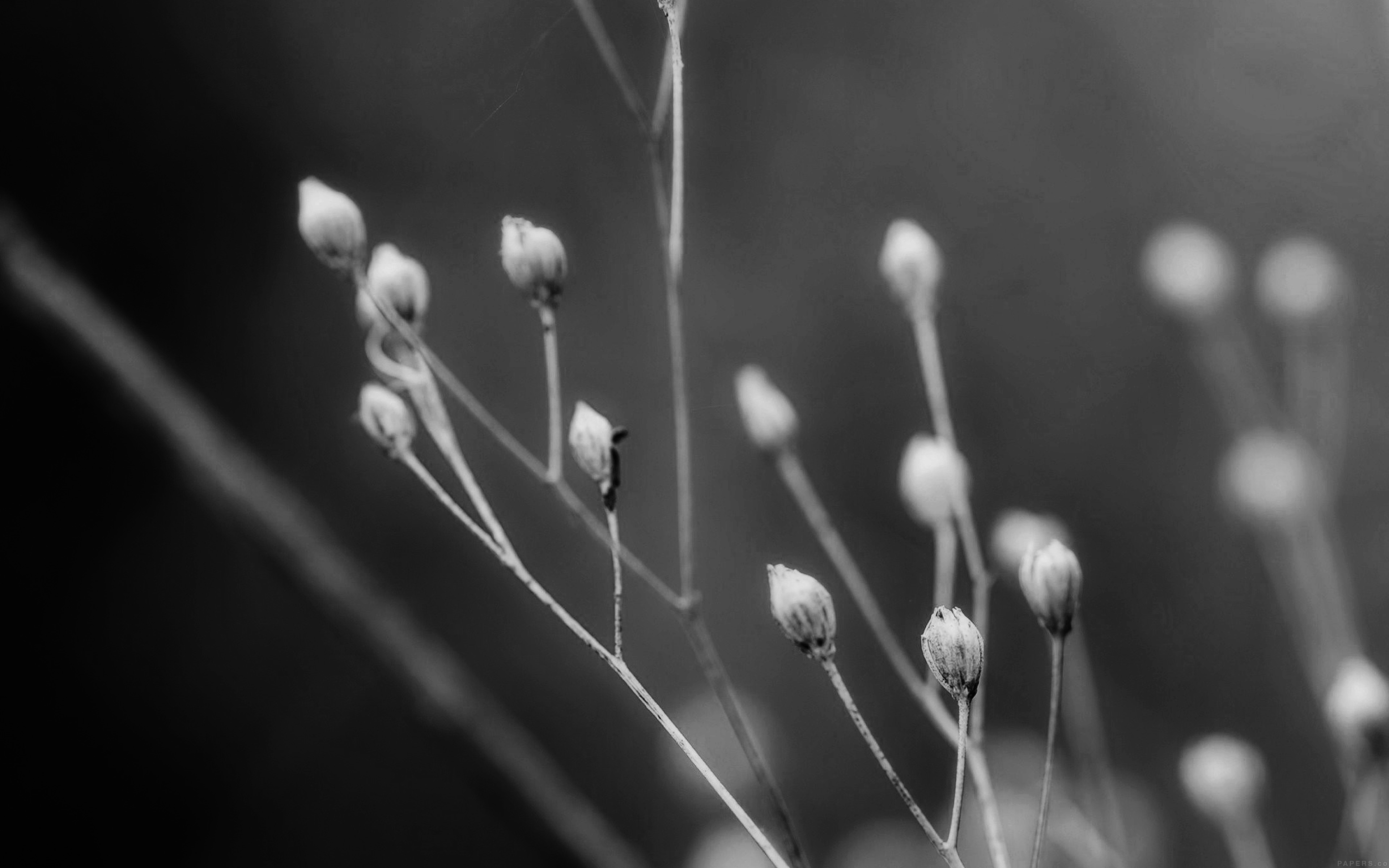 Seed 4k Wallpapers - Wallpaper Cave