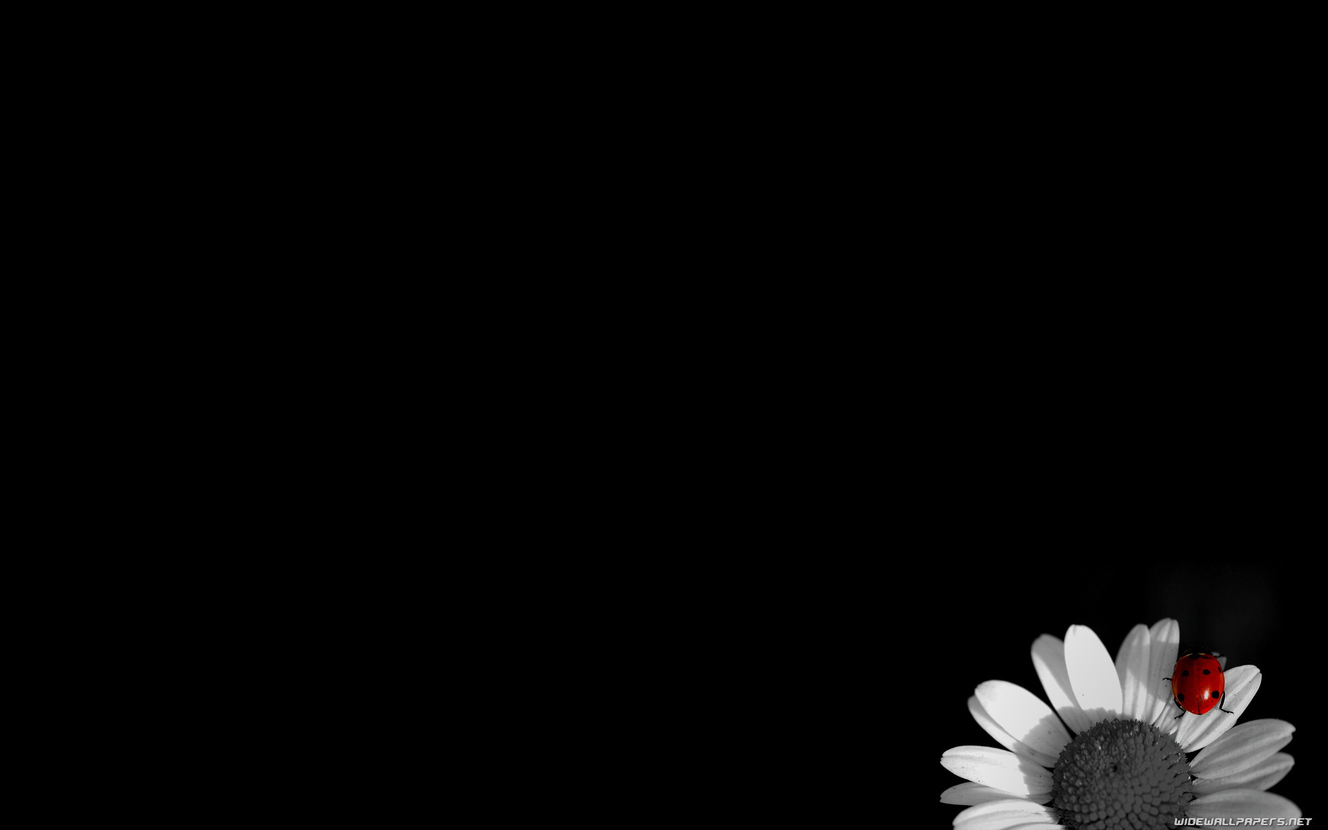 Black PC Wallpapers - Wallpaper Cave