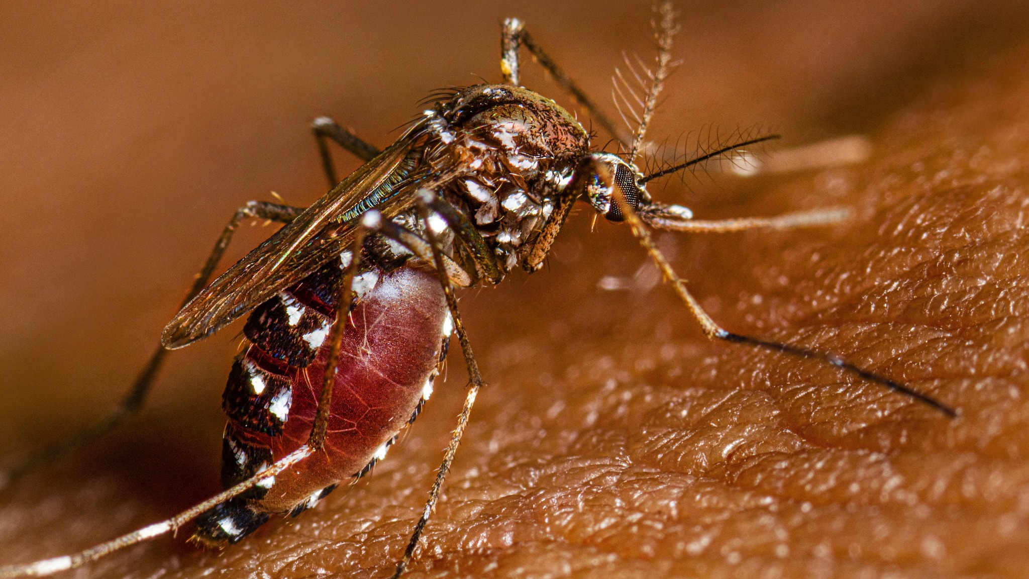 Yellow Fever Mosquito Wallpapers - Wallpaper Cave