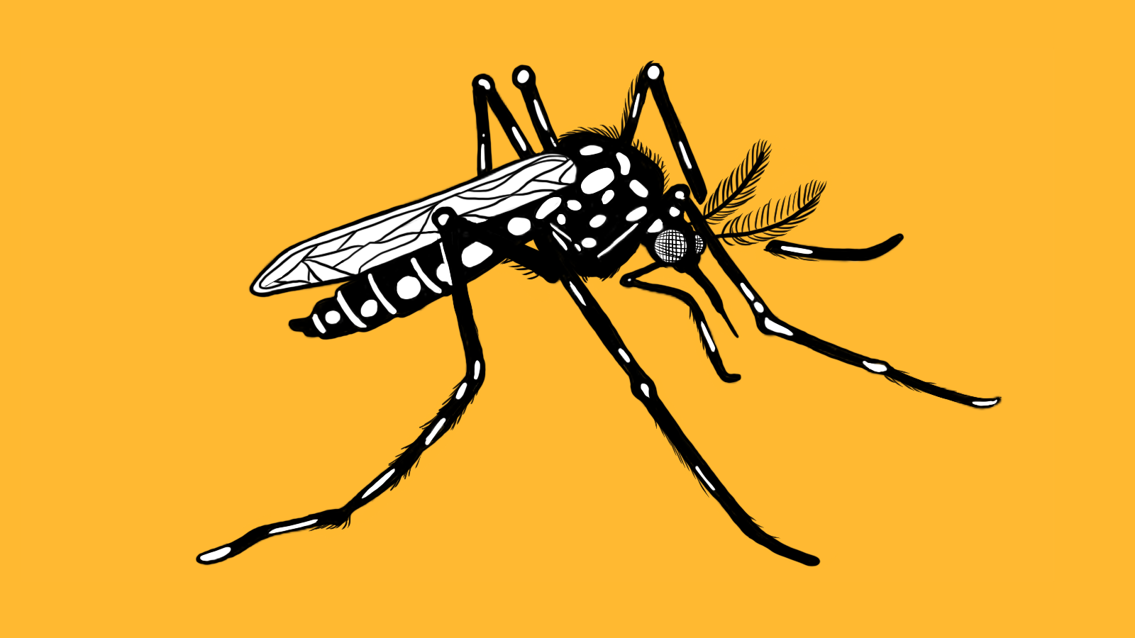 Yellow Fever Mosquito Wallpapers - Wallpaper Cave