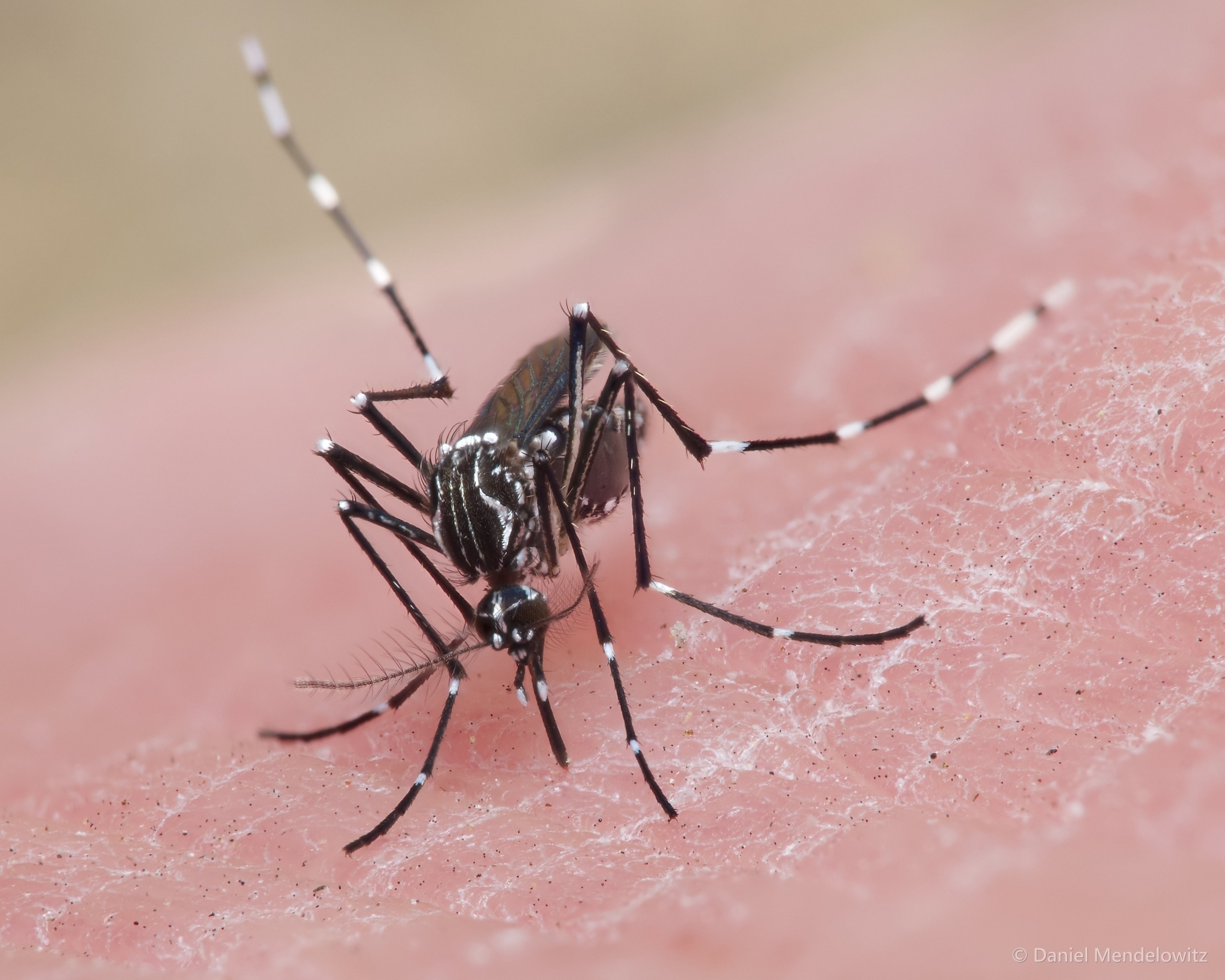 Yellow Fever Mosquito Wallpapers - Wallpaper Cave