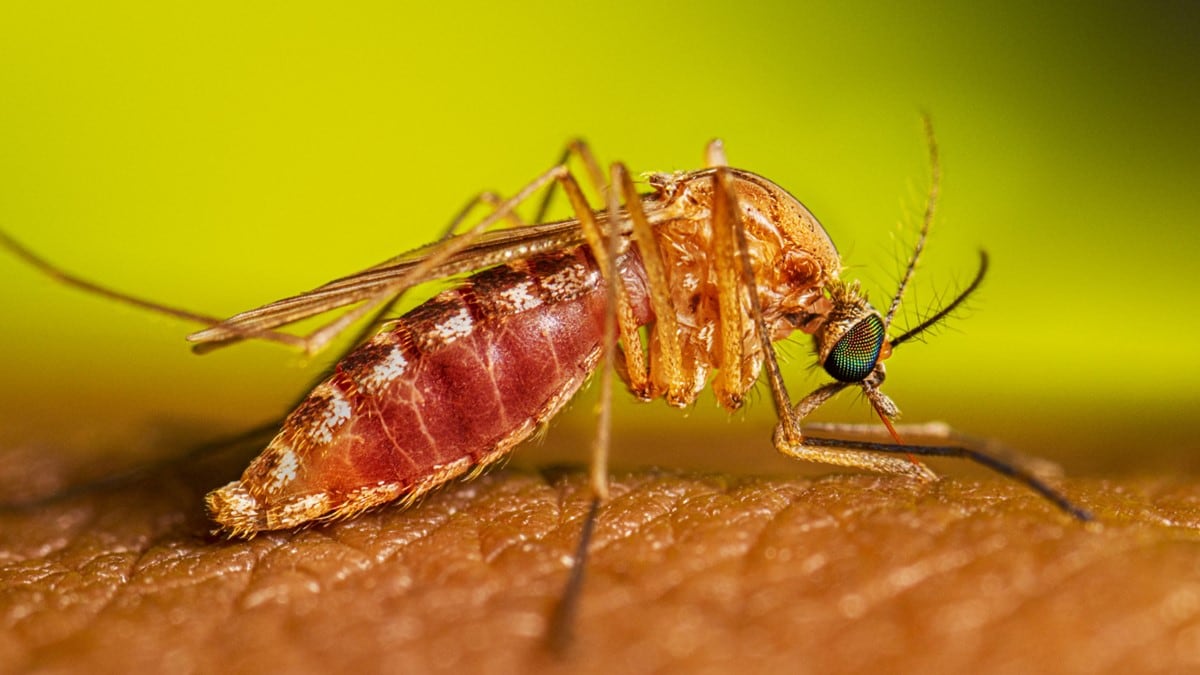 Yellow Fever Mosquito Wallpapers - Wallpaper Cave