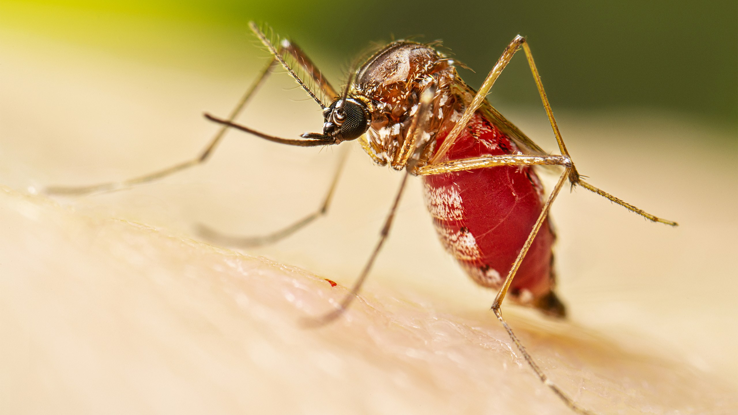 Yellow Fever Mosquito Wallpapers - Wallpaper Cave