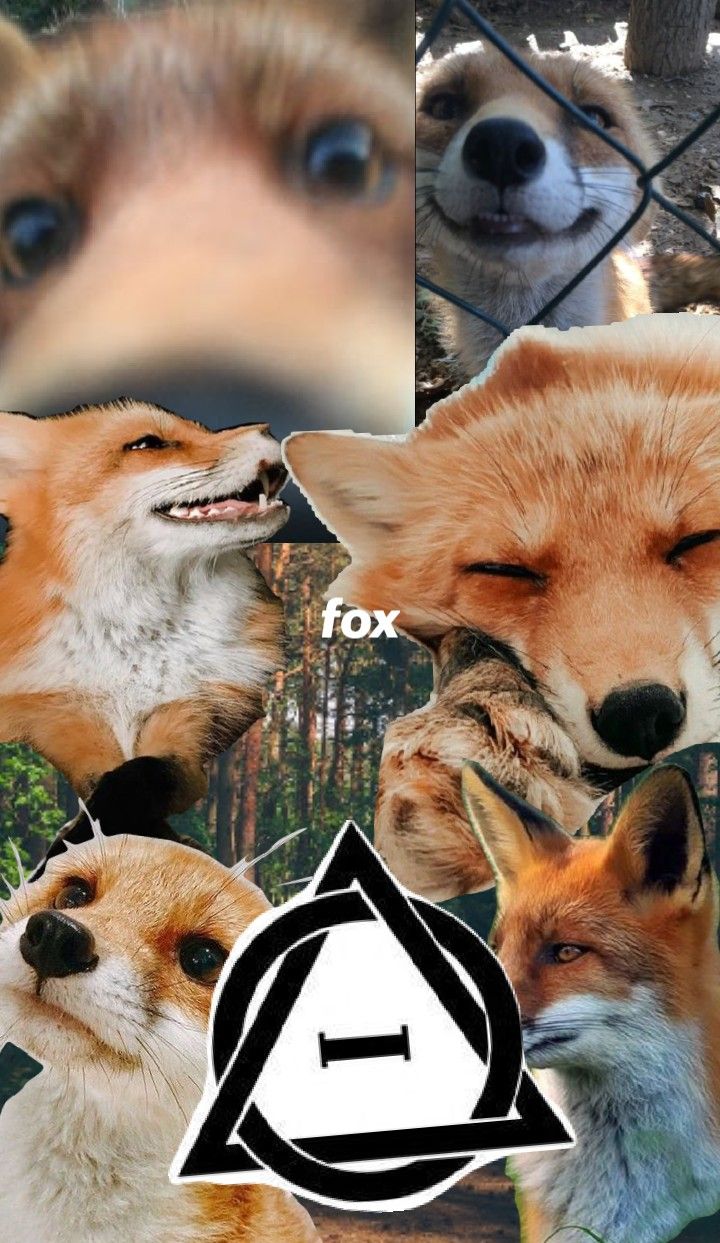Therian Fox Wallpapers - Wallpaper Cave