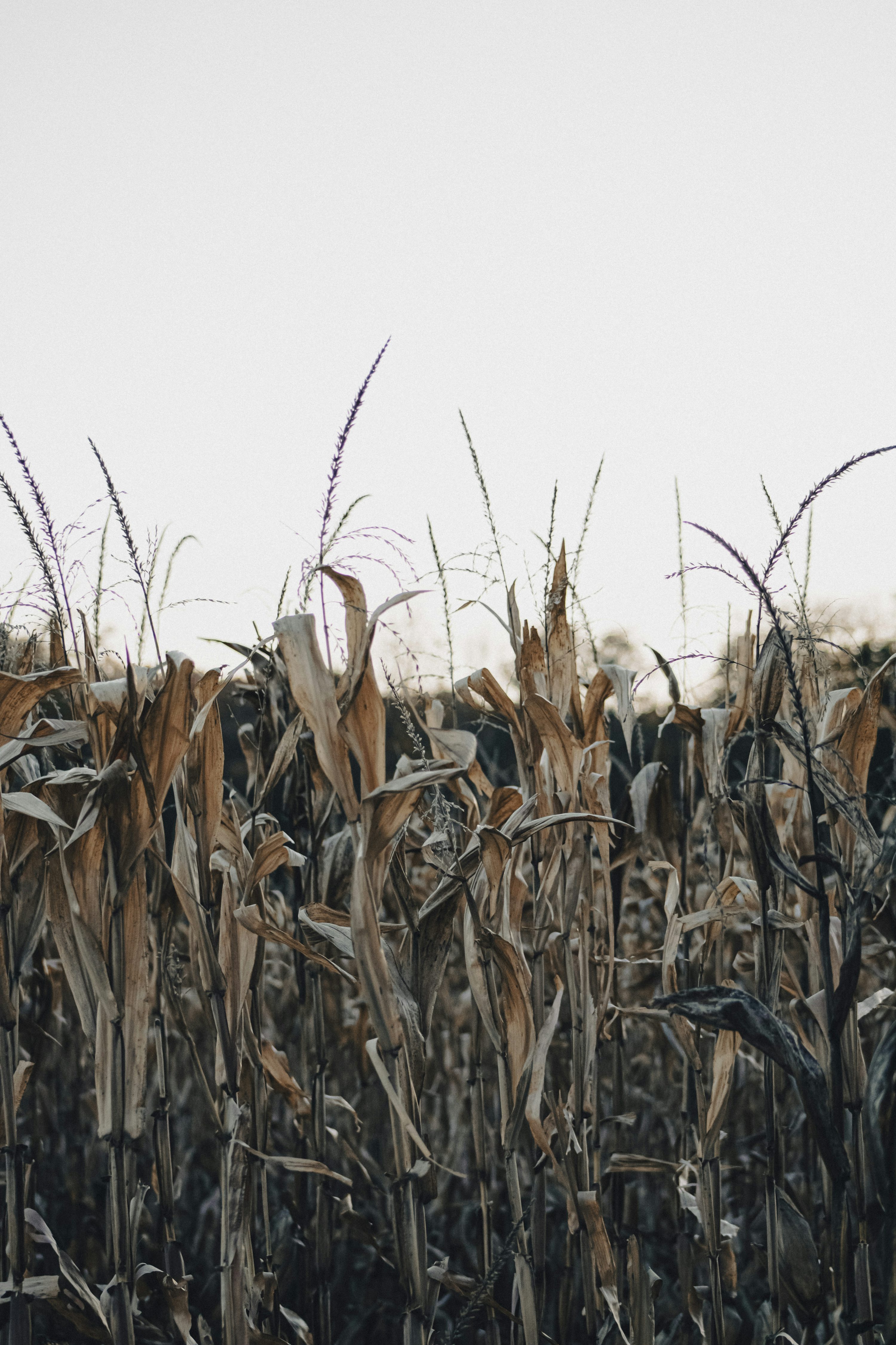 Aesthetic Cornfield Wallpapers - Wallpaper Cave