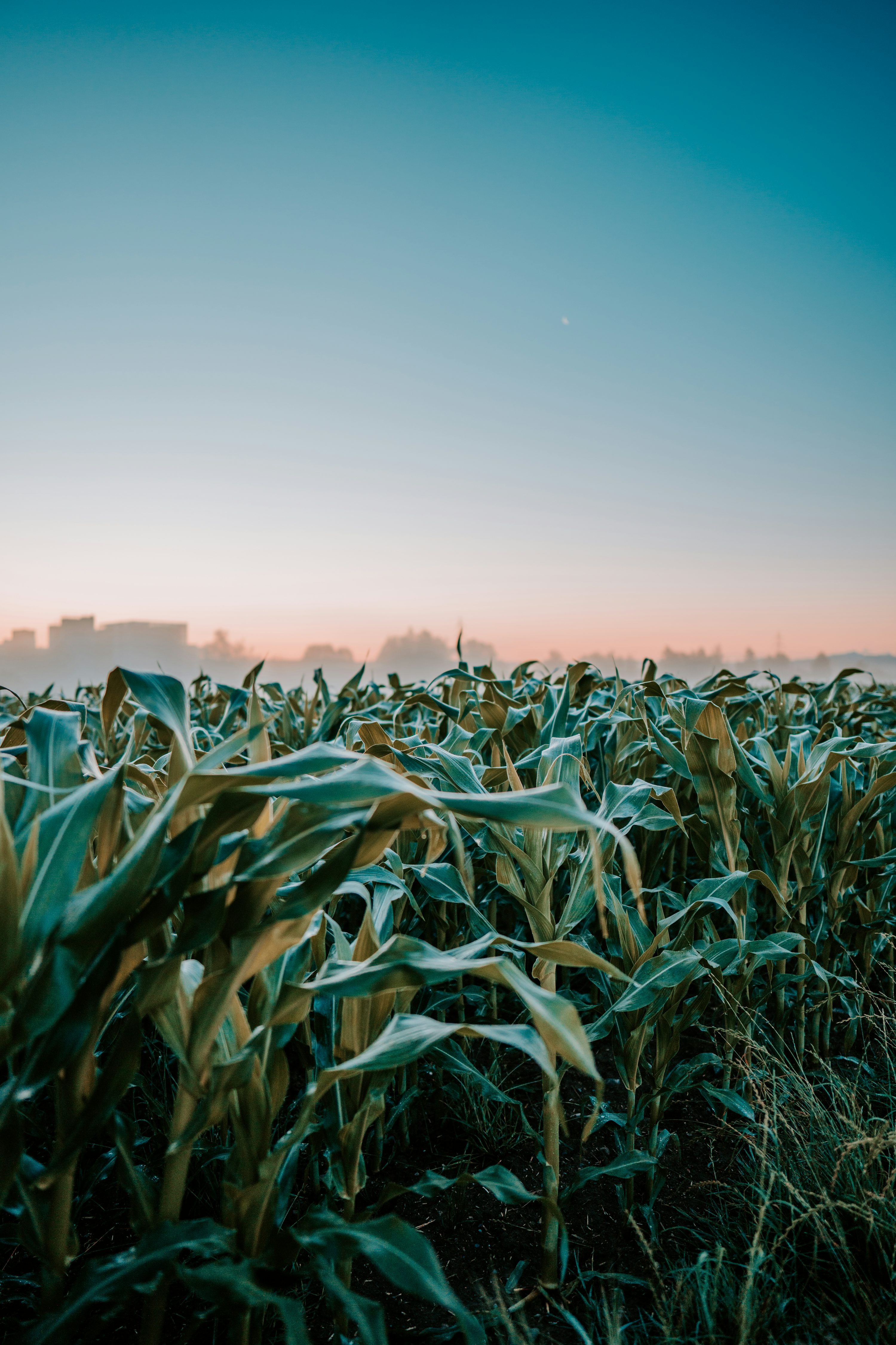 Aesthetic Cornfield Wallpapers - Wallpaper Cave