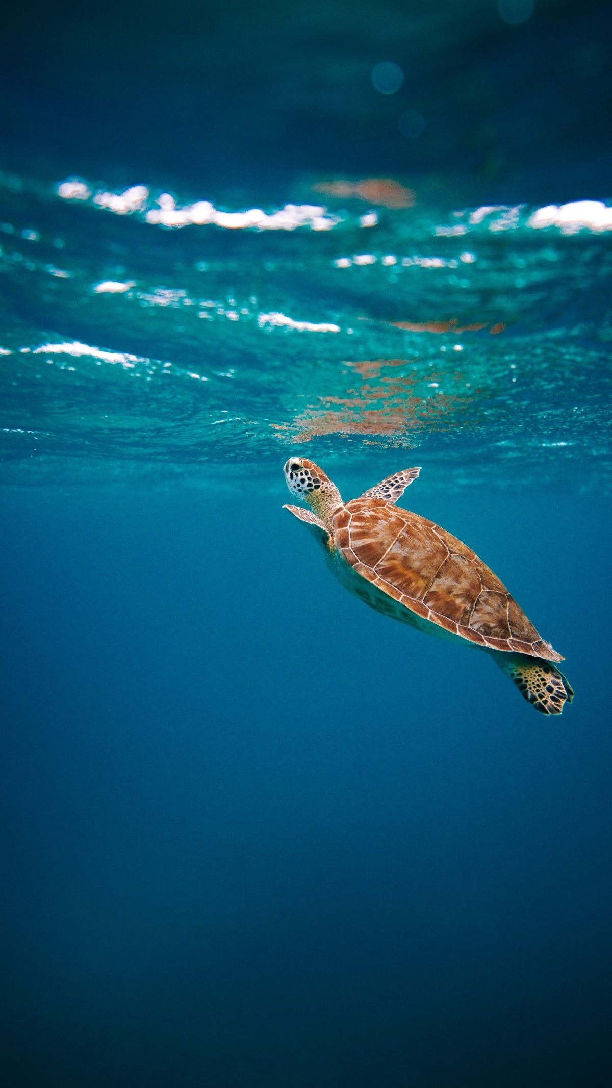 Sea Turtles Mobile Wallpapers - Wallpaper Cave