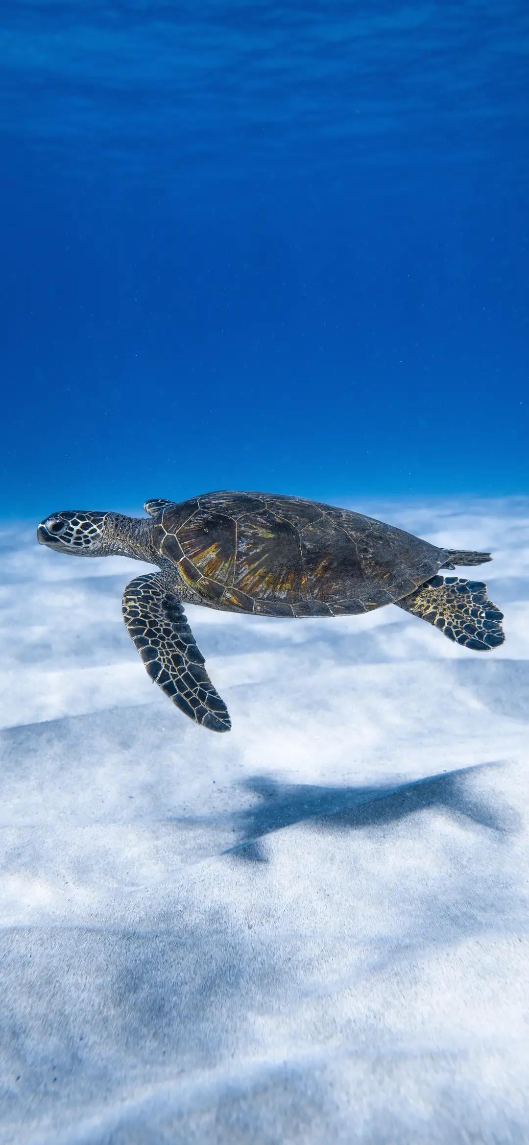 Sea Turtles Mobile Wallpapers - Wallpaper Cave