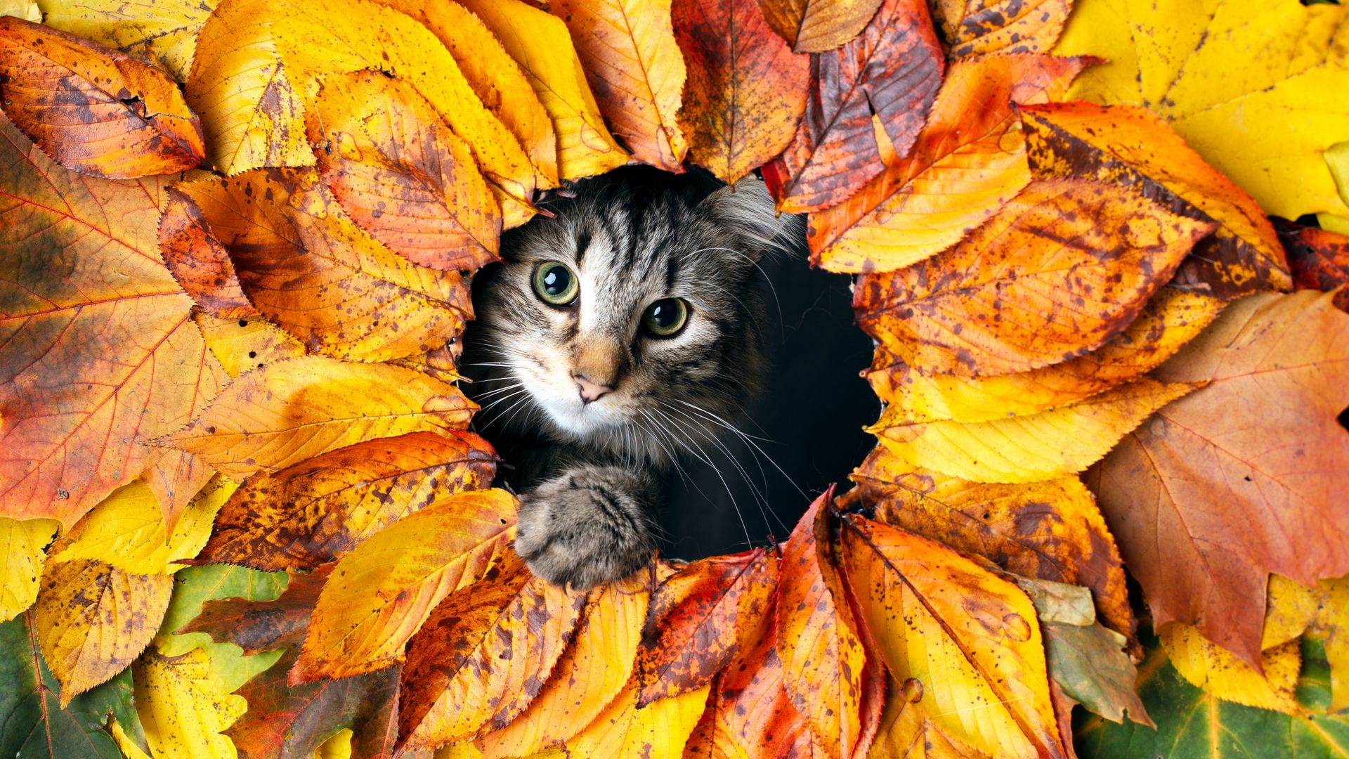 Pets Autumn Wallpapers - Wallpaper Cave
