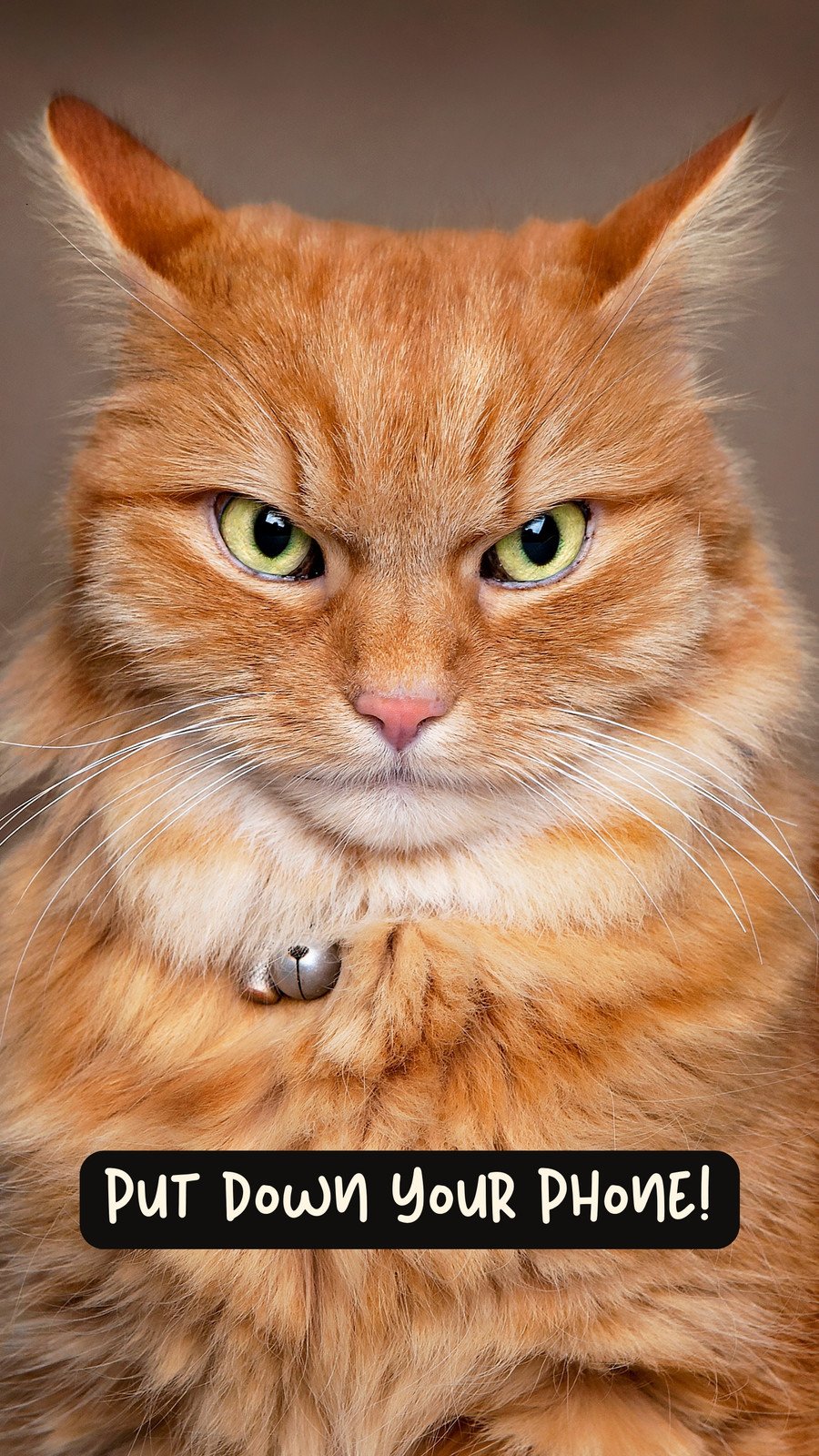 Funny Cat Wallpapers - Wallpaper Cave