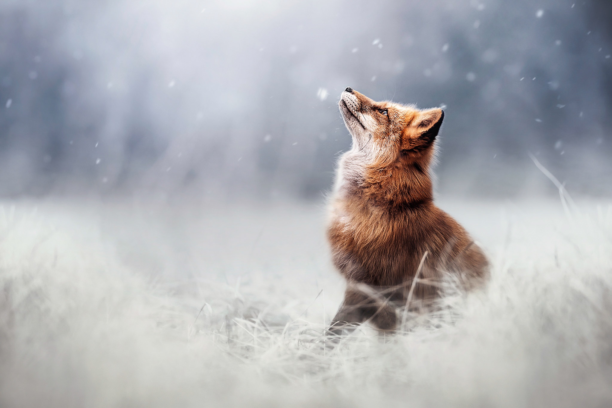 Winter Animal PC Wallpapers - Wallpaper Cave