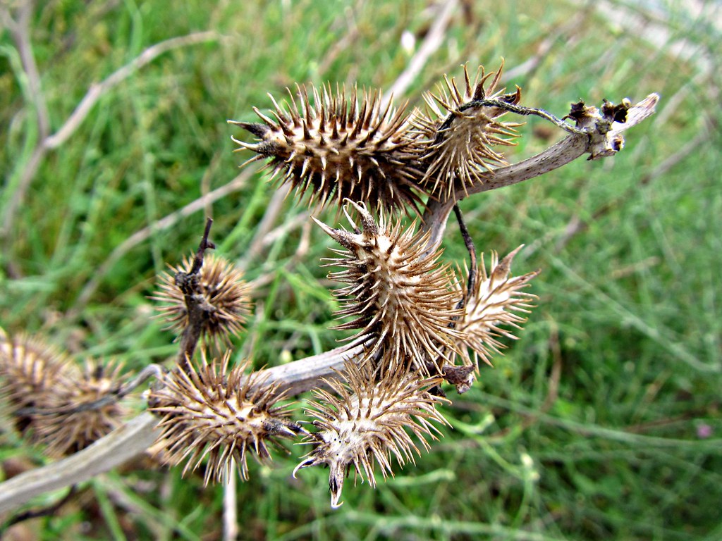 Spiny Fruit Wallpapers - Wallpaper Cave