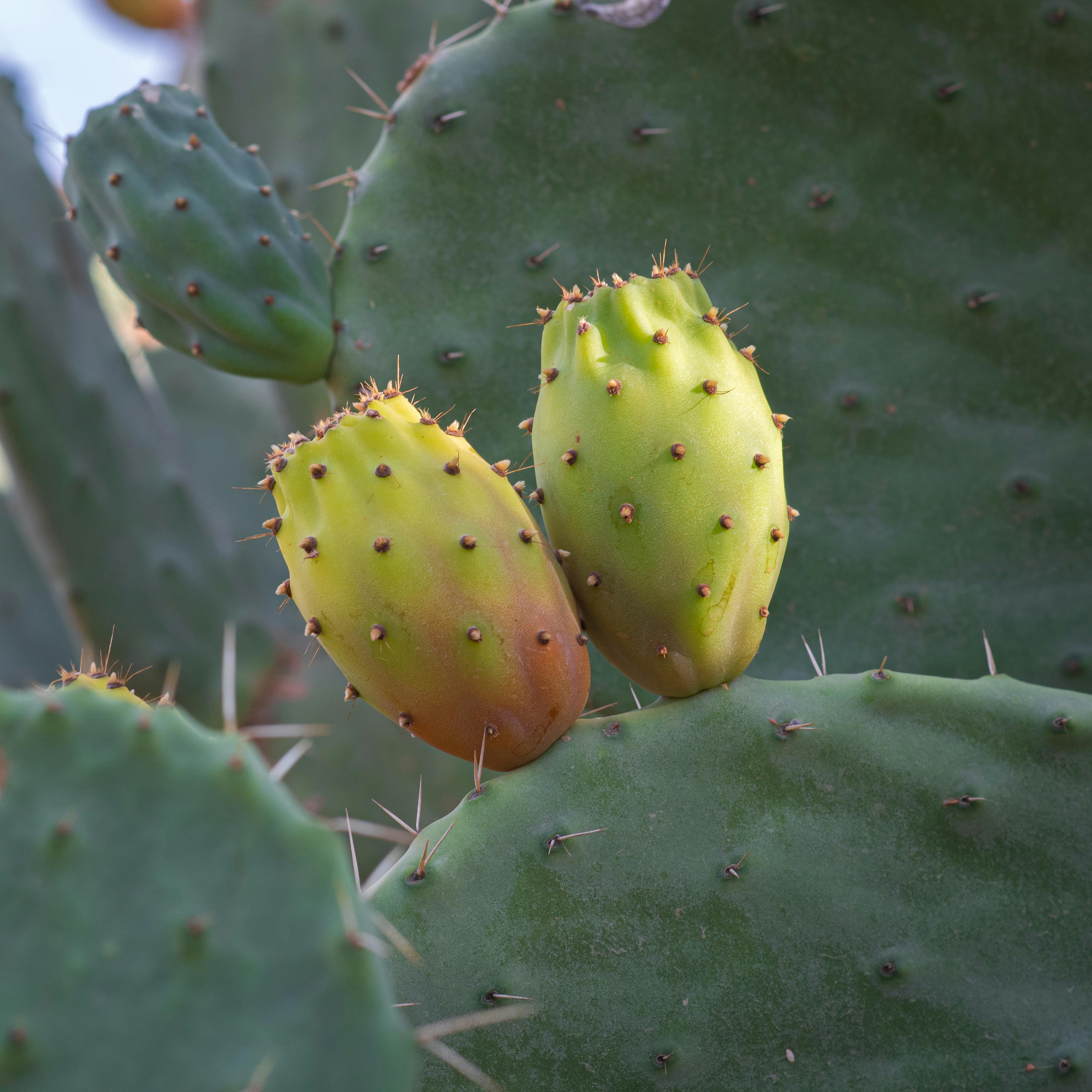 Spiny Fruit Wallpapers - Wallpaper Cave