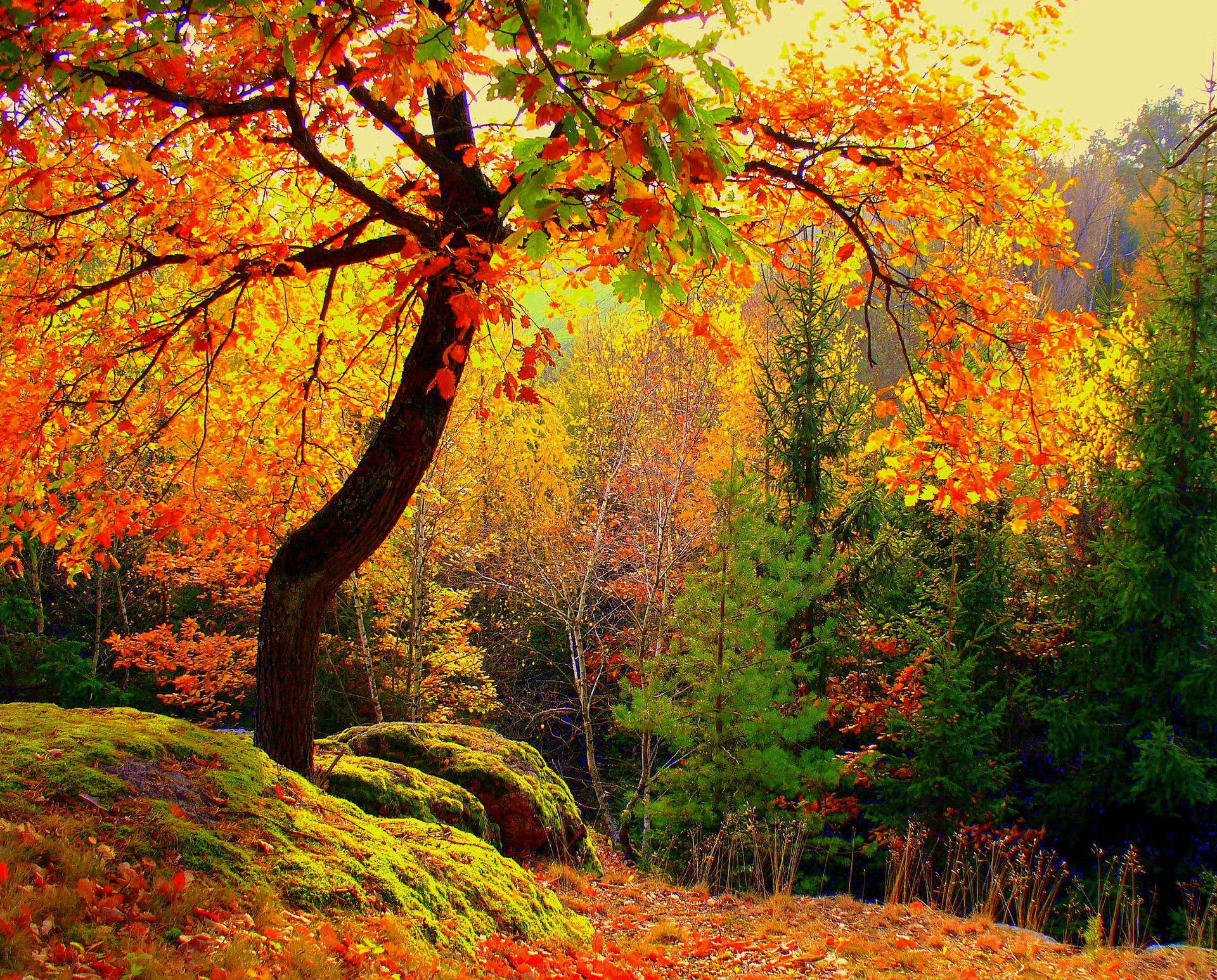 Colorful Trees Wallpapers - Wallpaper Cave