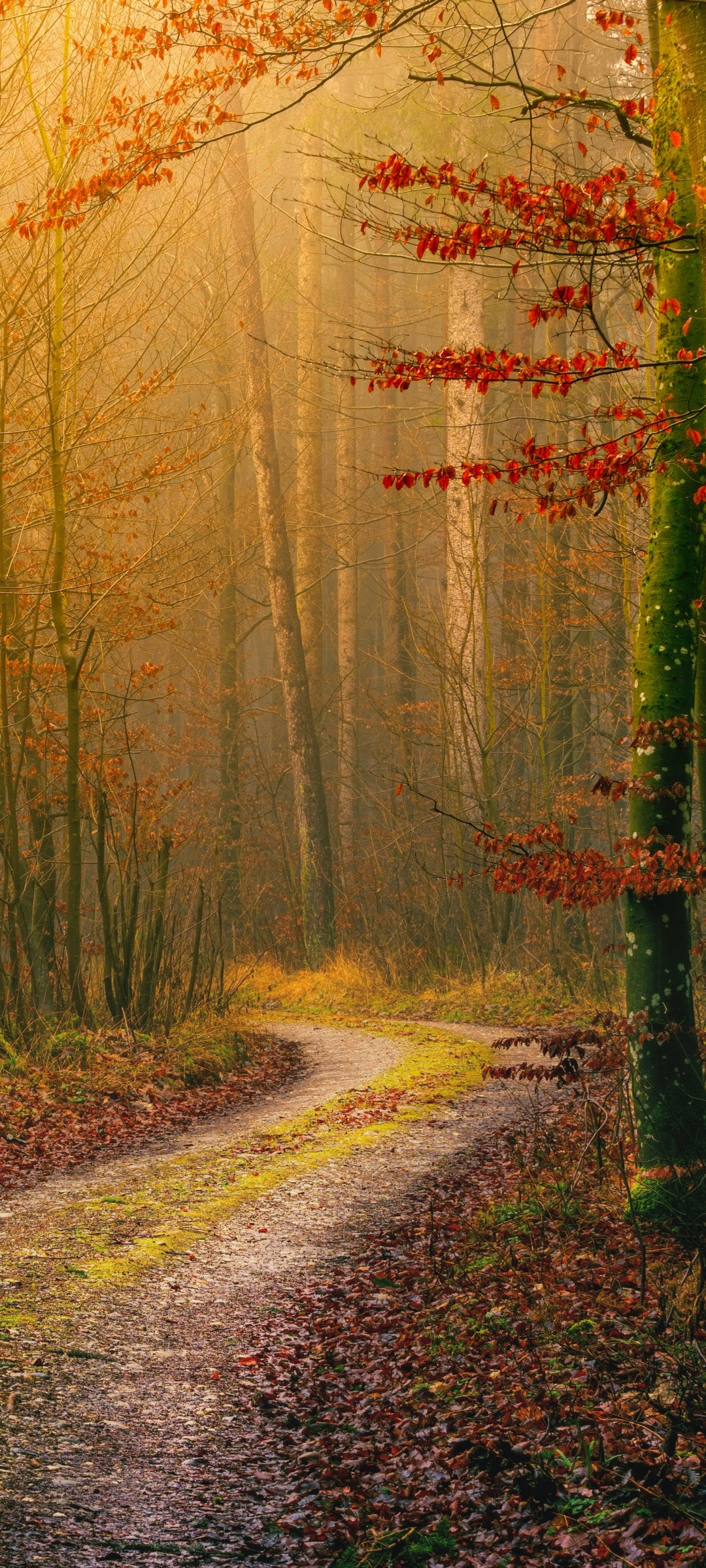 Autumn Vertical 4k Wallpapers - Wallpaper Cave