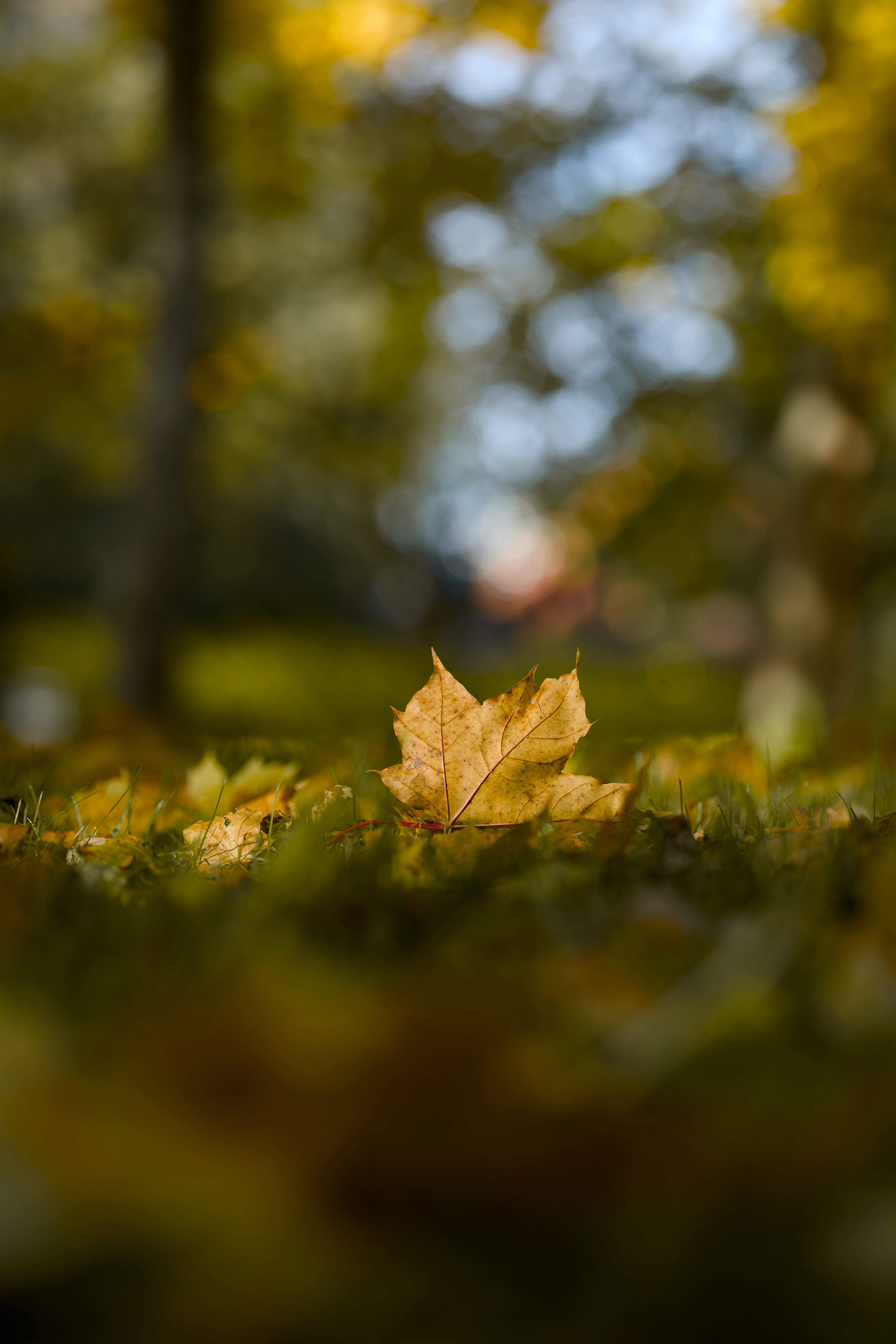 Autumn Vertical 4k Wallpapers - Wallpaper Cave