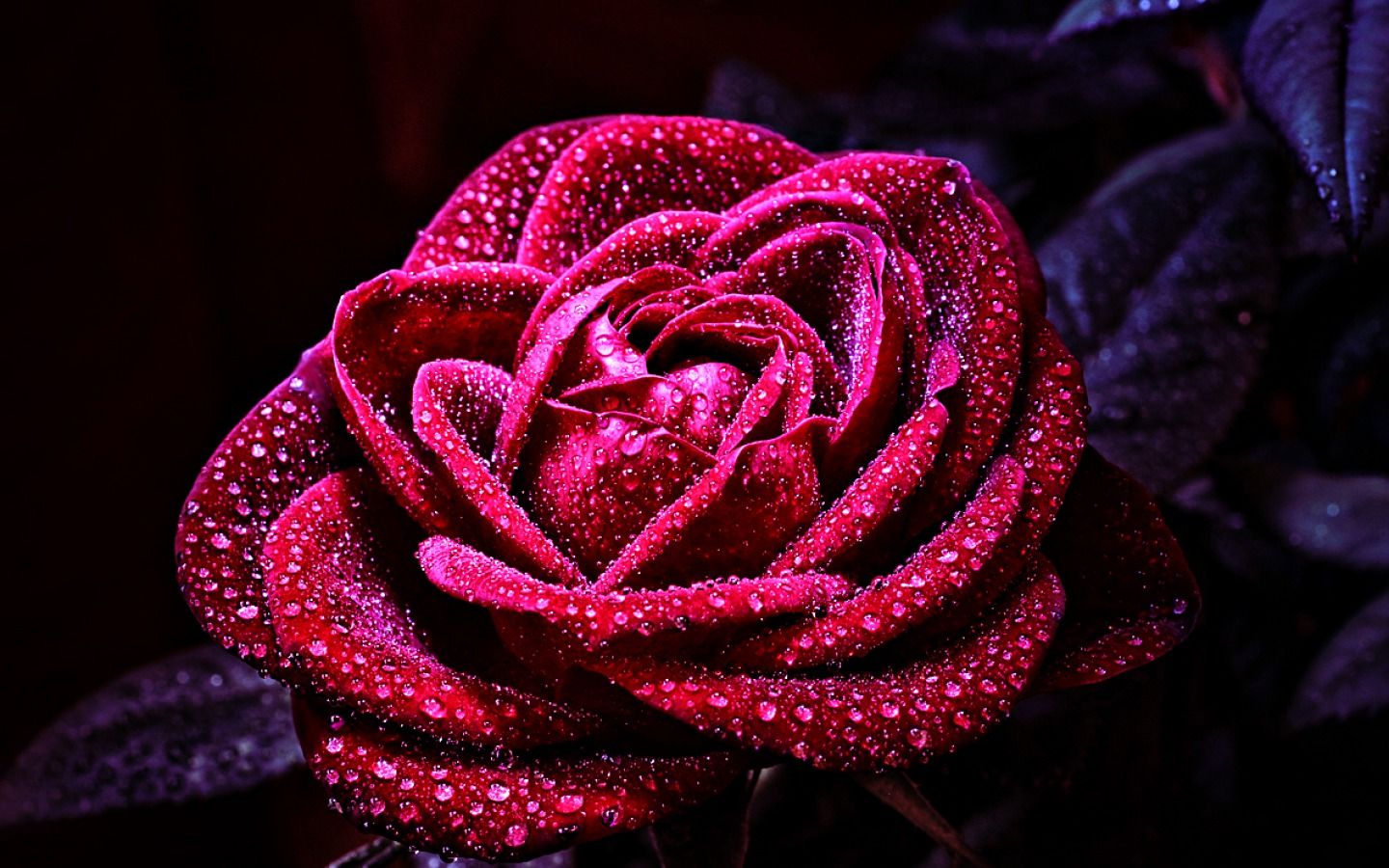 Rose Flower Computer Wallpapers - Wallpaper Cave